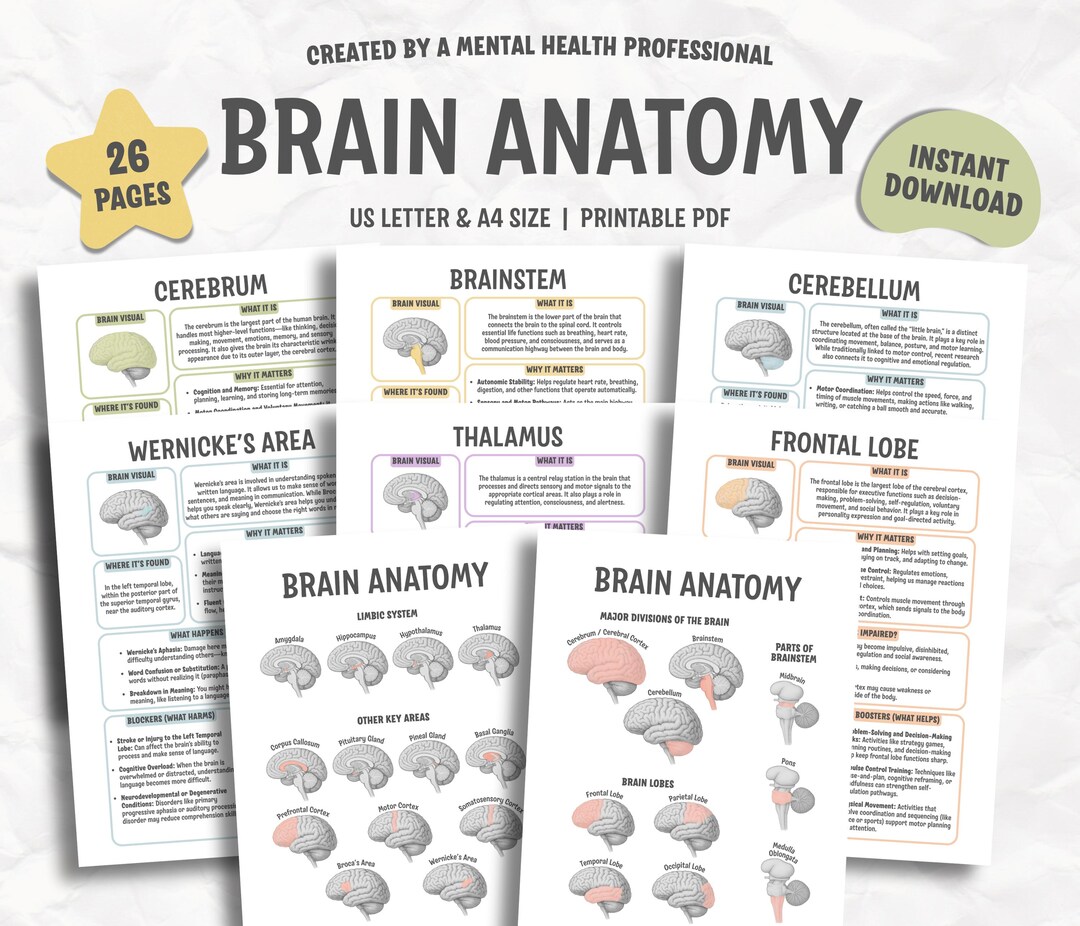 Brain Anatomy Reviewer for Neuropsychology Students Notes (printable ...