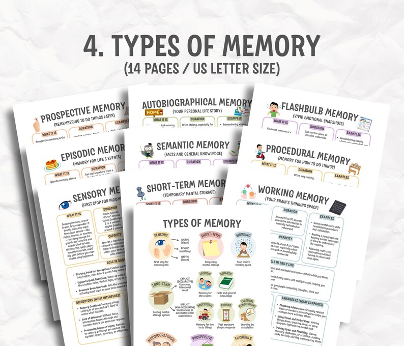 Mega Brain Bundle || Brain Anatomy, Brain Region, Brain Lobes ...