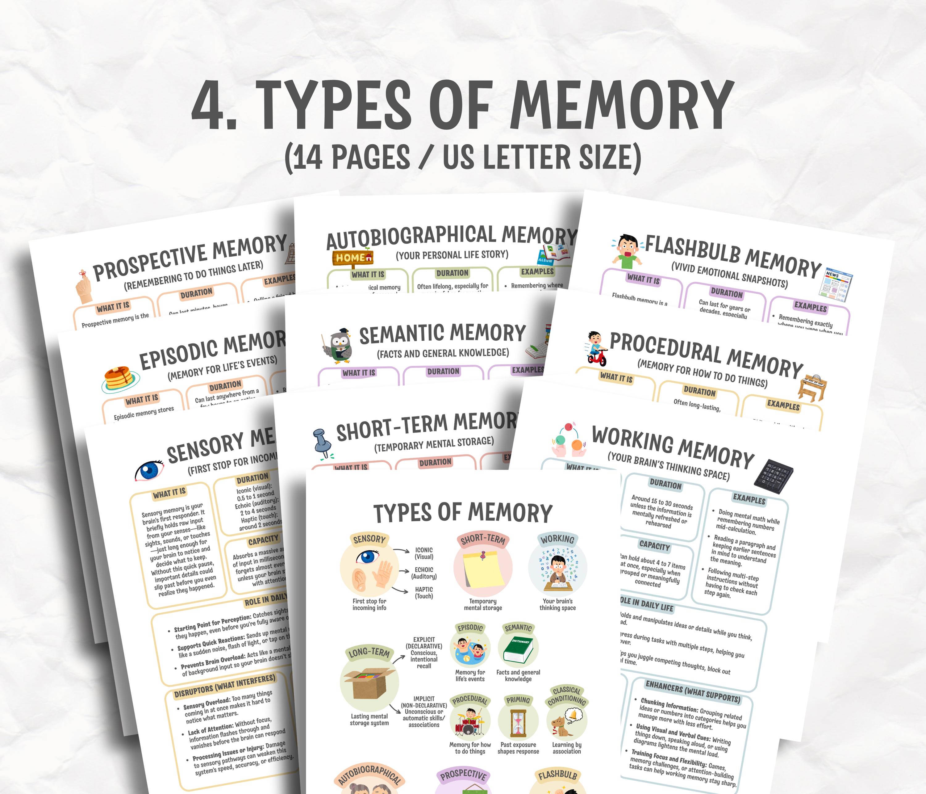 Mega Brain Bundle || Brain Anatomy, Brain Region, Brain Lobes ...