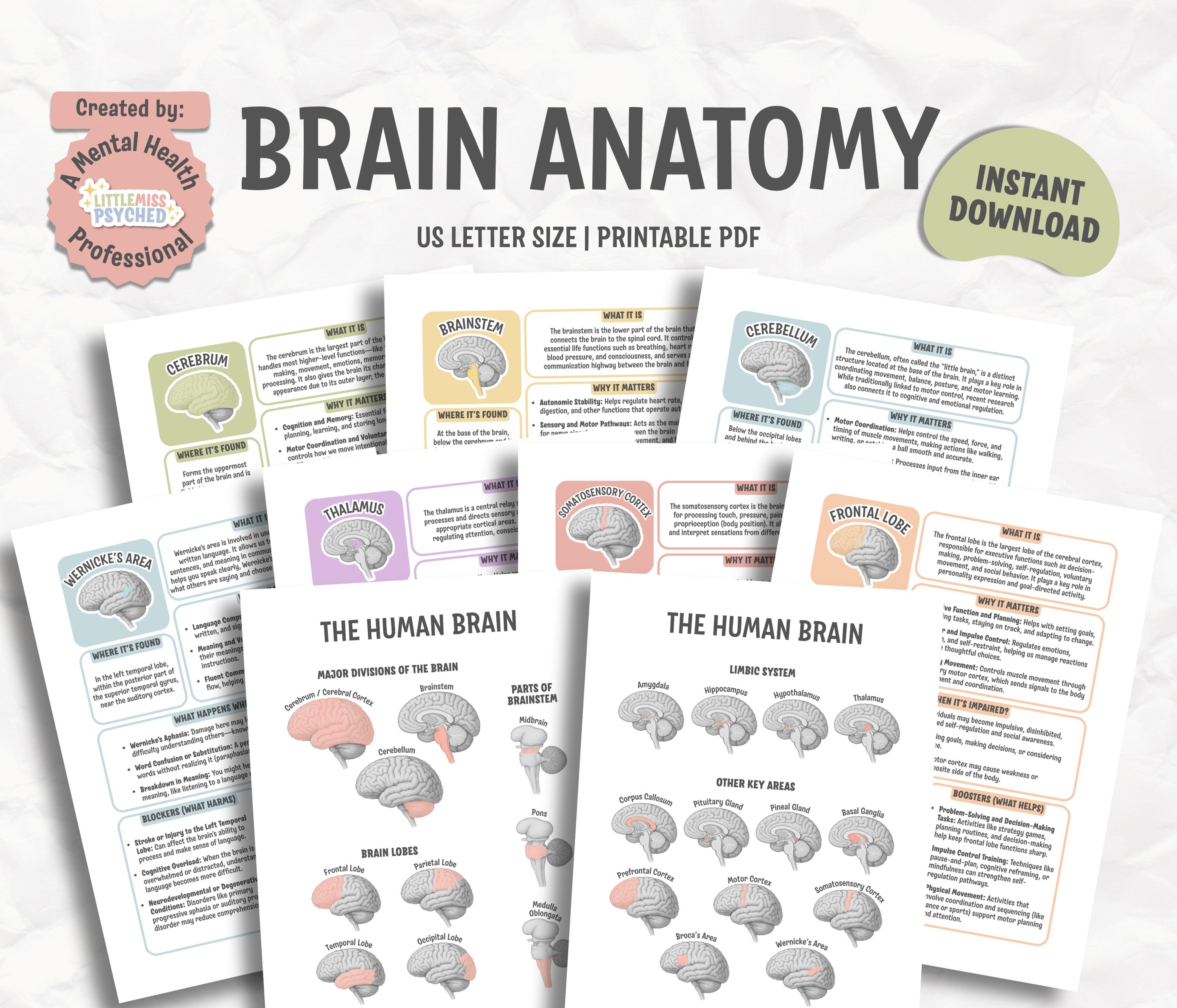 Brain Anatomy Resource Bundle, Brain Region, Brain Lobes, Neuroscience ...