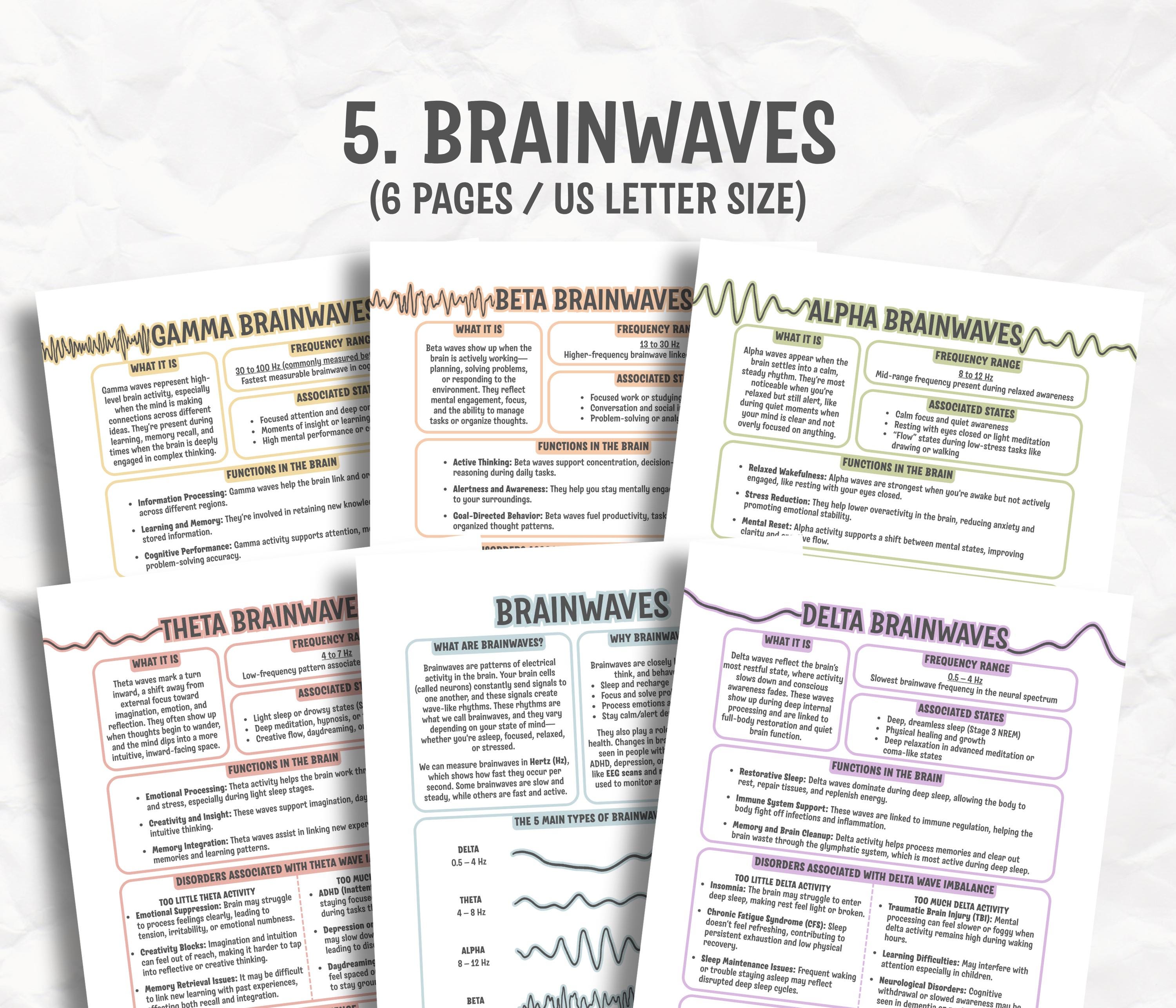 Mega Brain Bundle || Brain Anatomy, Brain Region, Brain Lobes ...