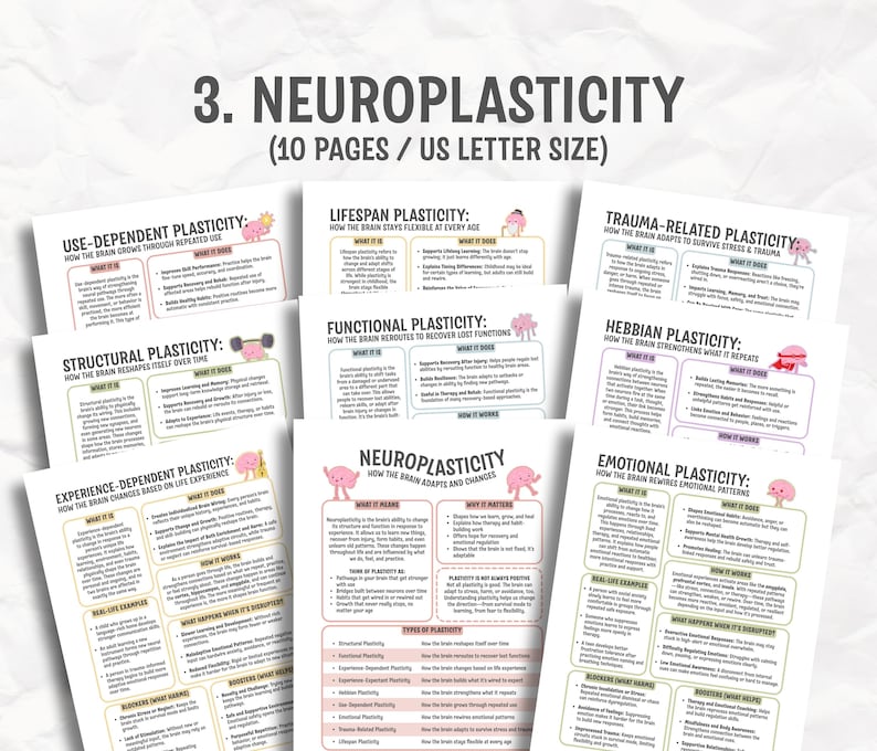 Mega Brain Bundle || Brain Anatomy, Brain Region, Brain Lobes ...
