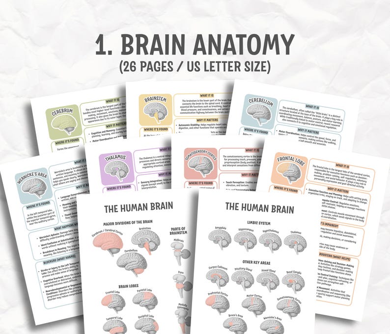 Mega Brain Bundle || Brain Anatomy, Brain Region, Brain Lobes ...