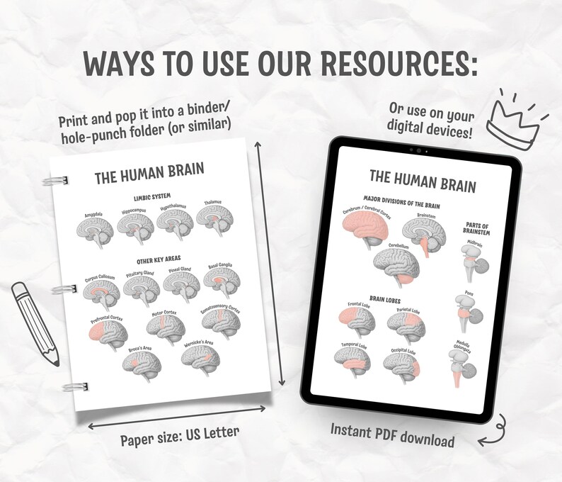 Brain Anatomy Resource Bundle, Brain Region, Brain Lobes, Neuroscience ...