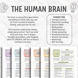 Brain Anatomy Resource Bundle, Brain Region, Brain Lobes, Neuroscience ...