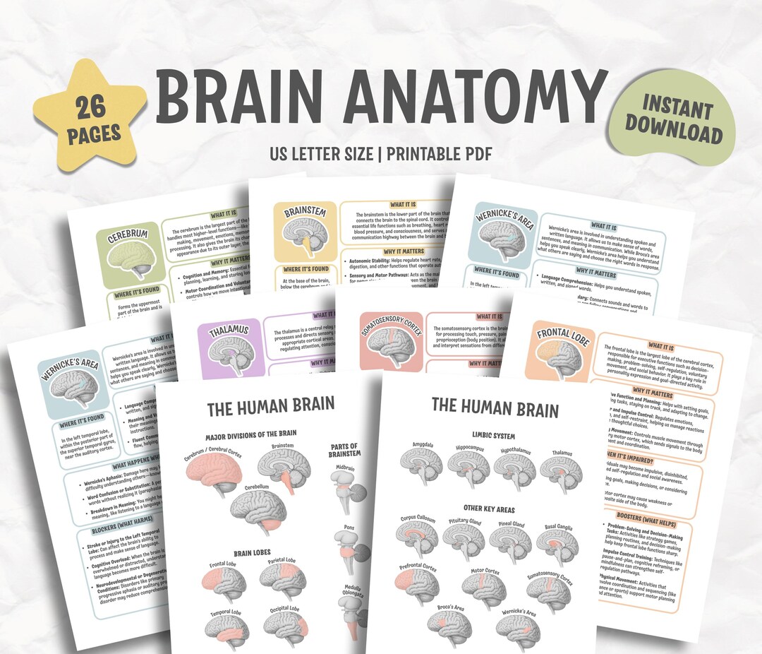 Brain Anatomy Resource Bundle, Brain Region, Brain Lobes, Neuroscience ...