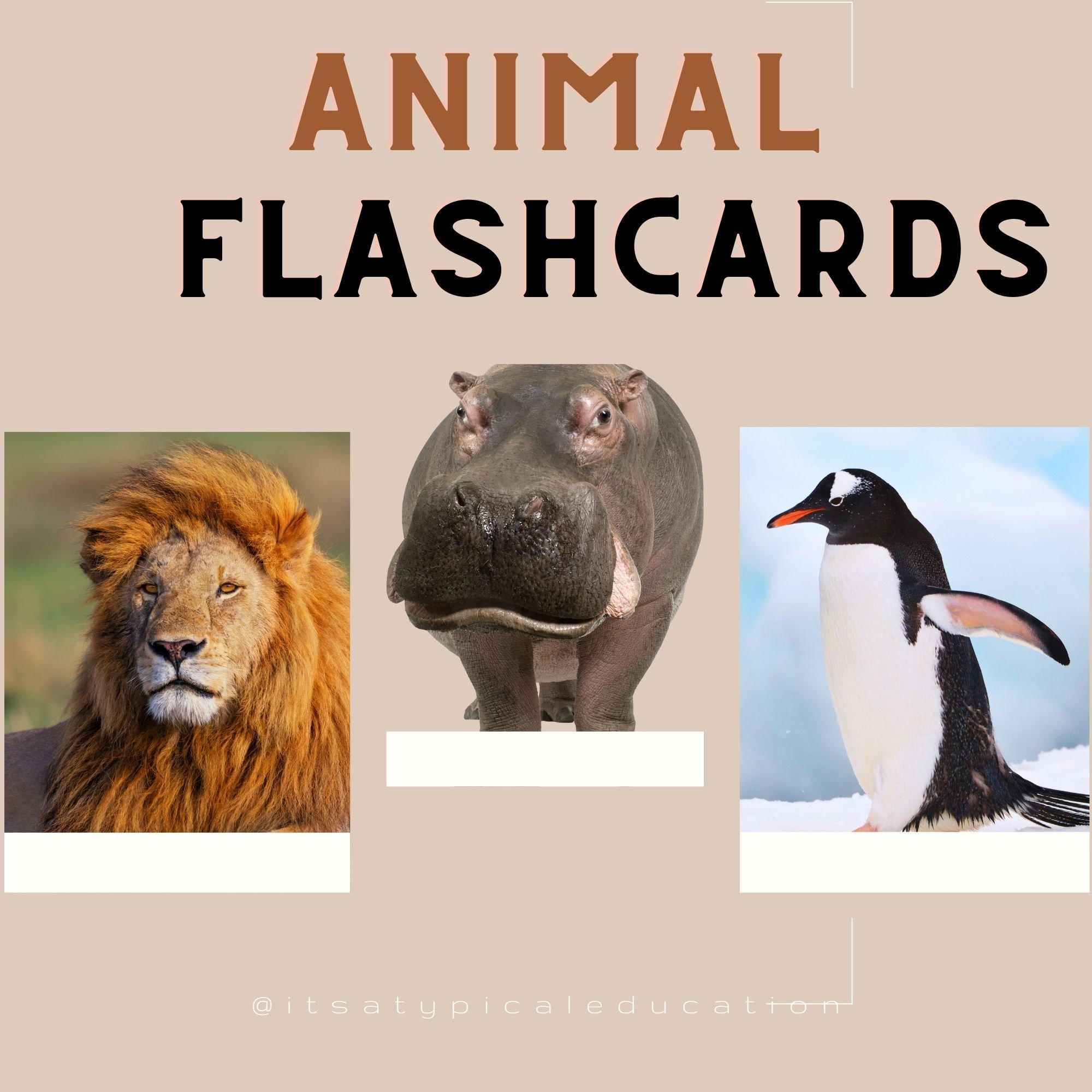 Animal Photo Picture Cards • 22 Editable Montessori Cards • Flash Cards ...