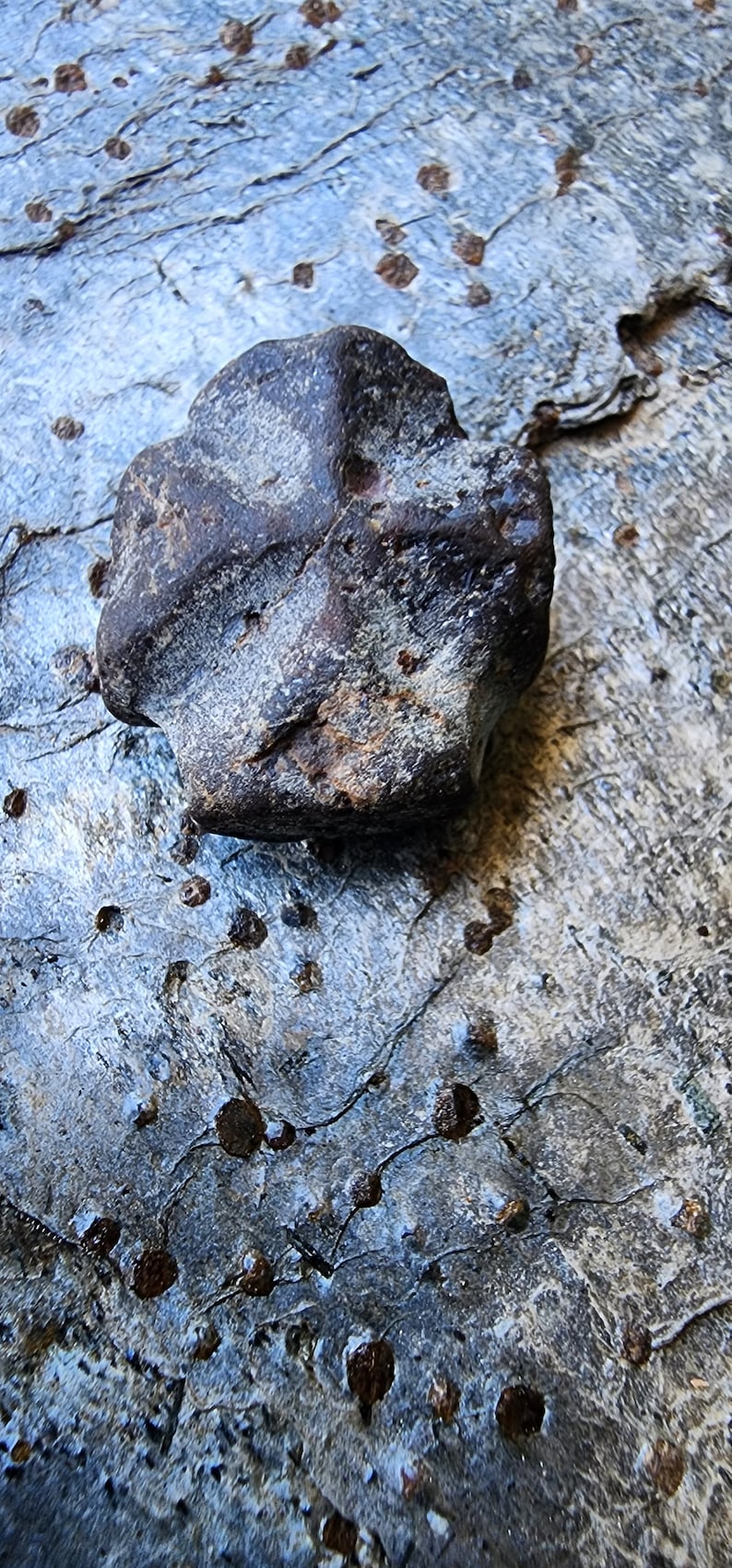 Staurolite Crystal - Fairy Cross / Zia Cross From Taos County, New ...