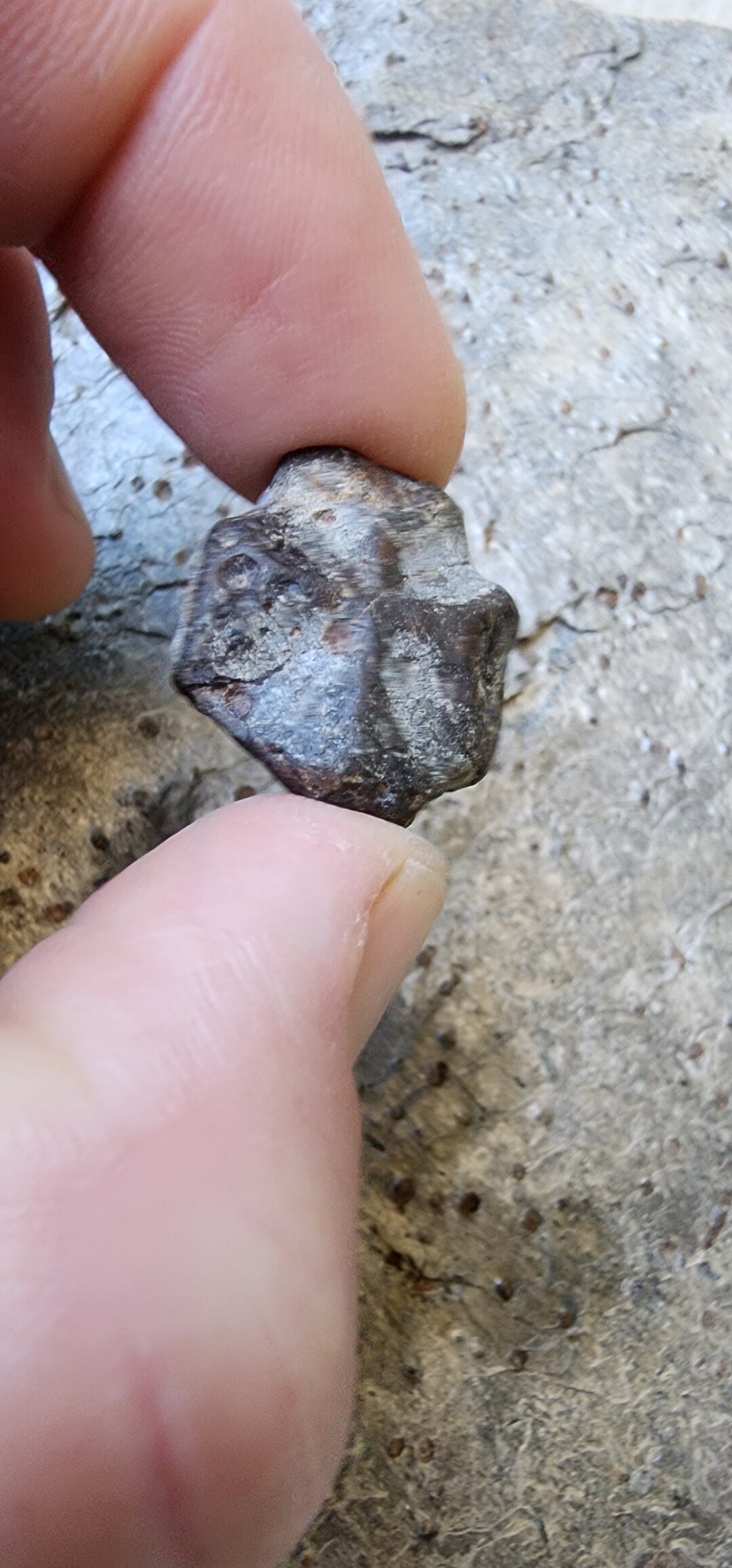 Staurolite Crystal - Fairy Cross / Zia Cross From Taos County, New ...