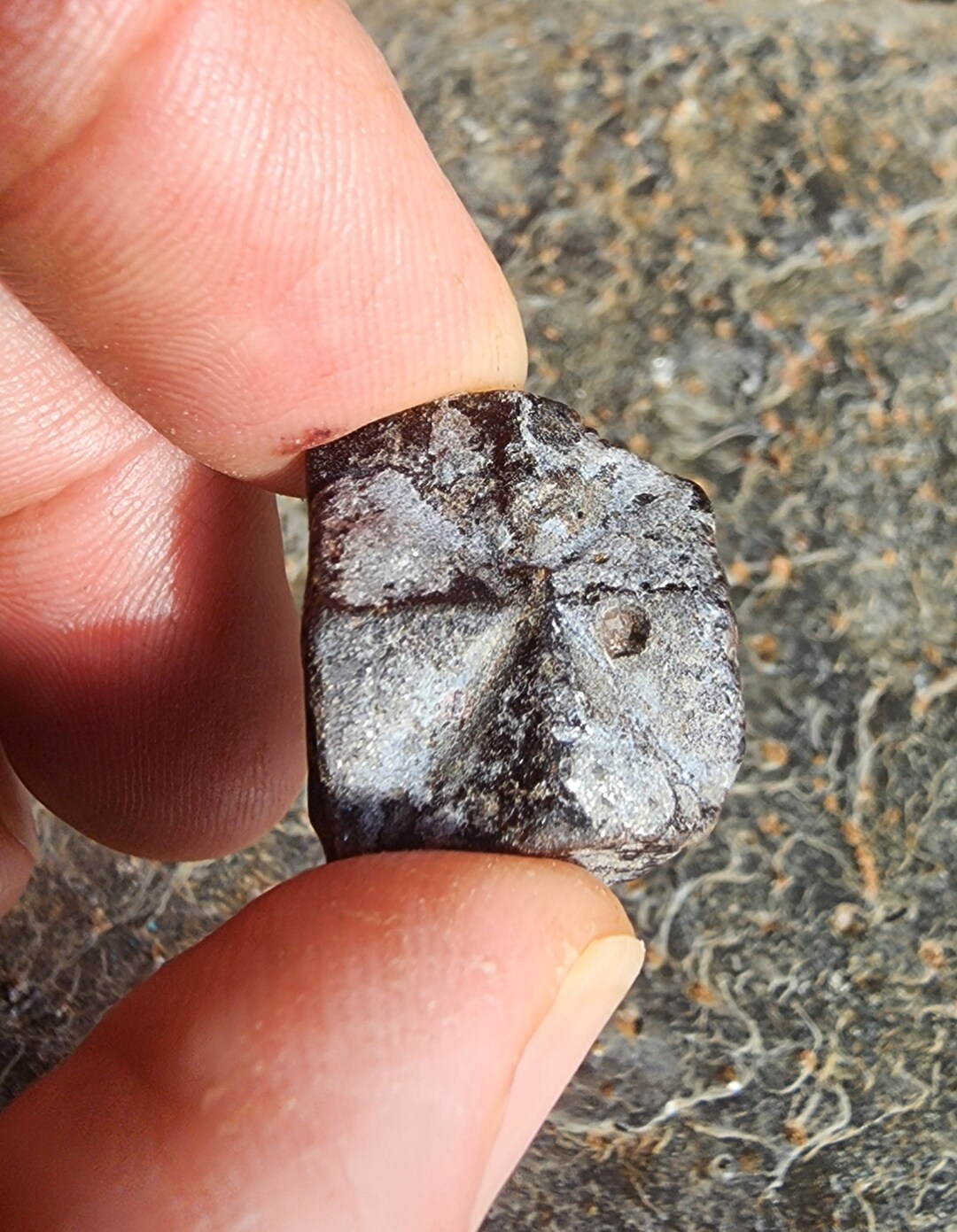 Staurolite Crystal - Fairy Cross / Zia Cross From Taos County, New ...