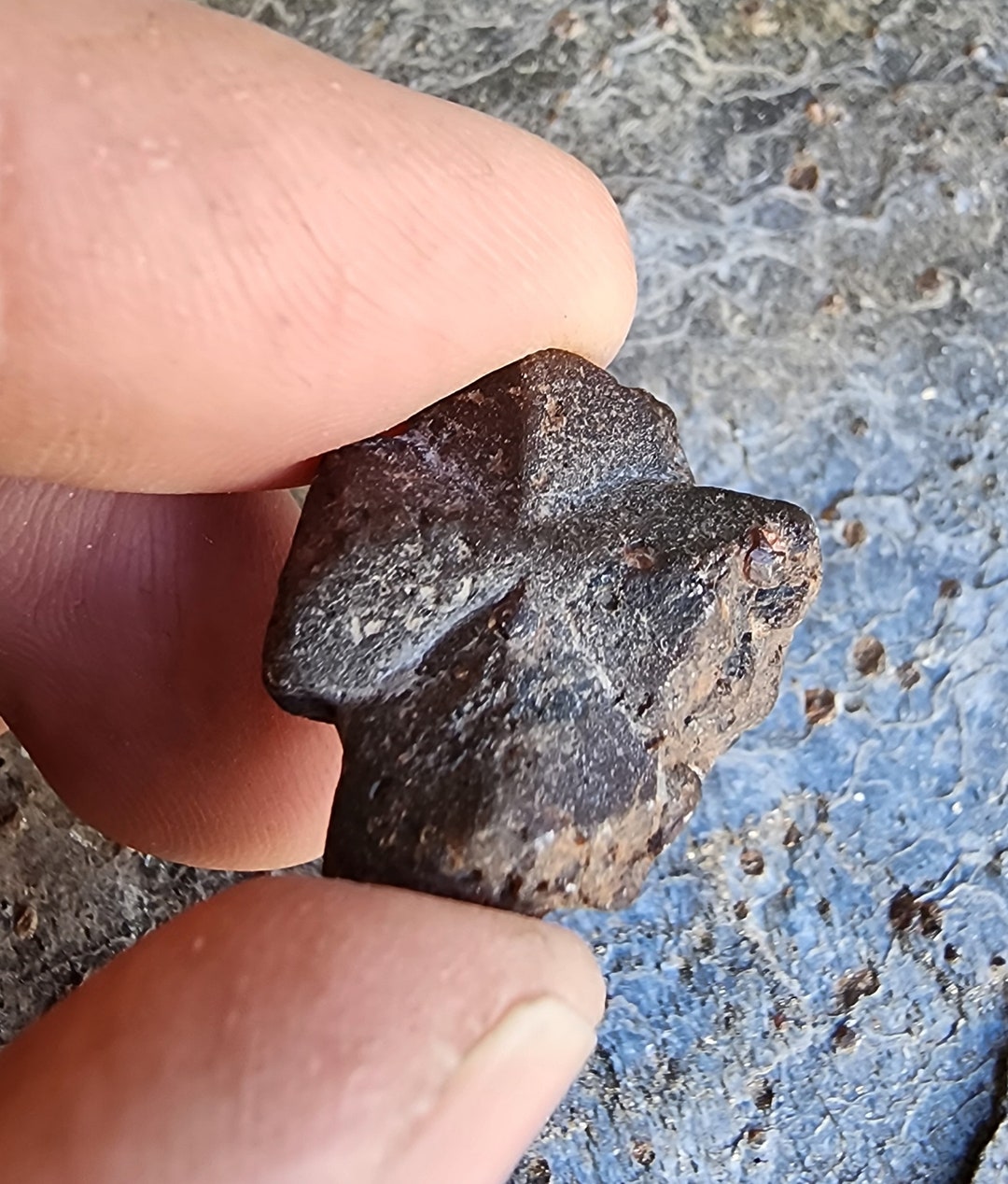 Staurolite Crystal - Fairy Cross / Zia Stone From Taos County, New ...