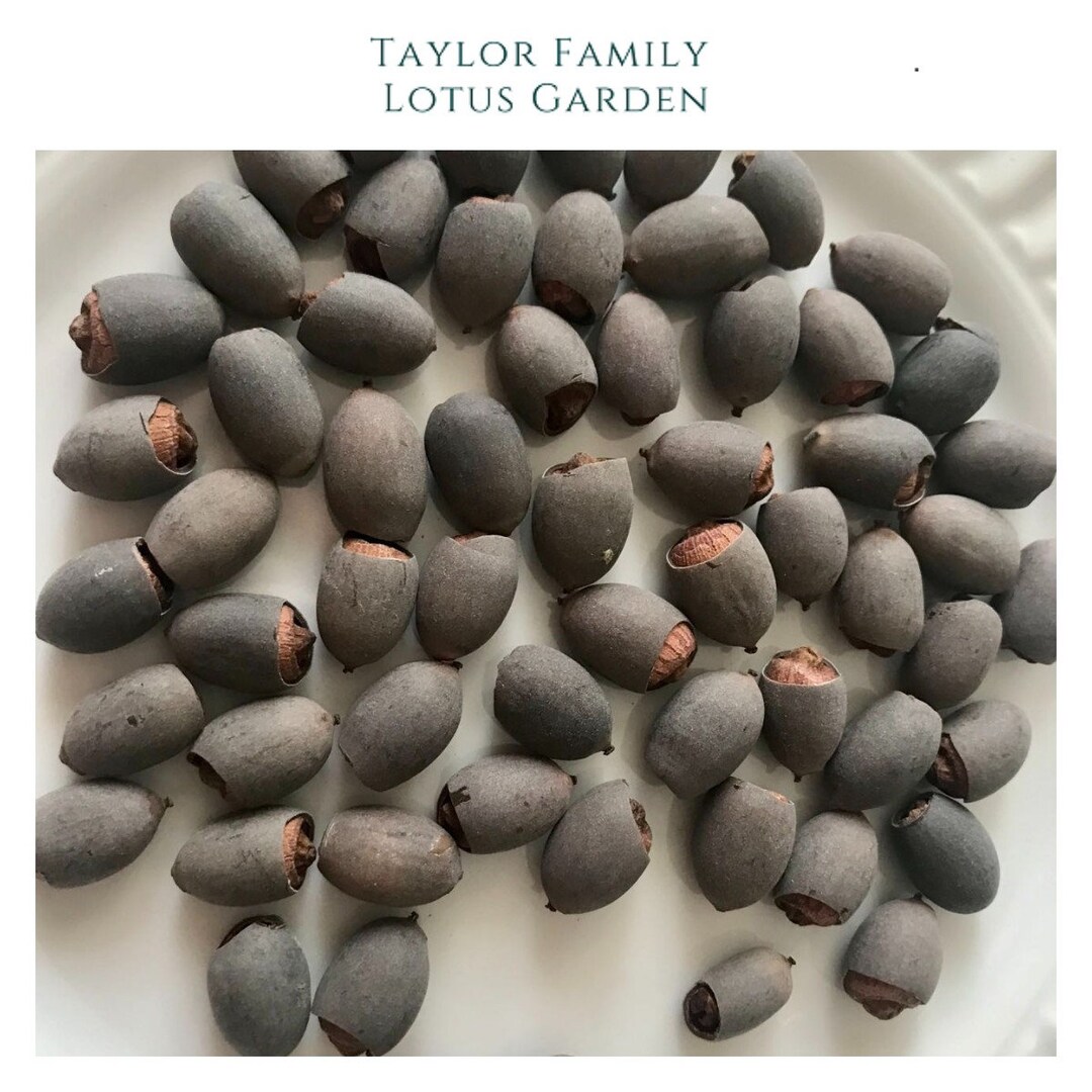 Combination of Red and White Lotus Flower Seeds. for Ponds, Courtyards ...