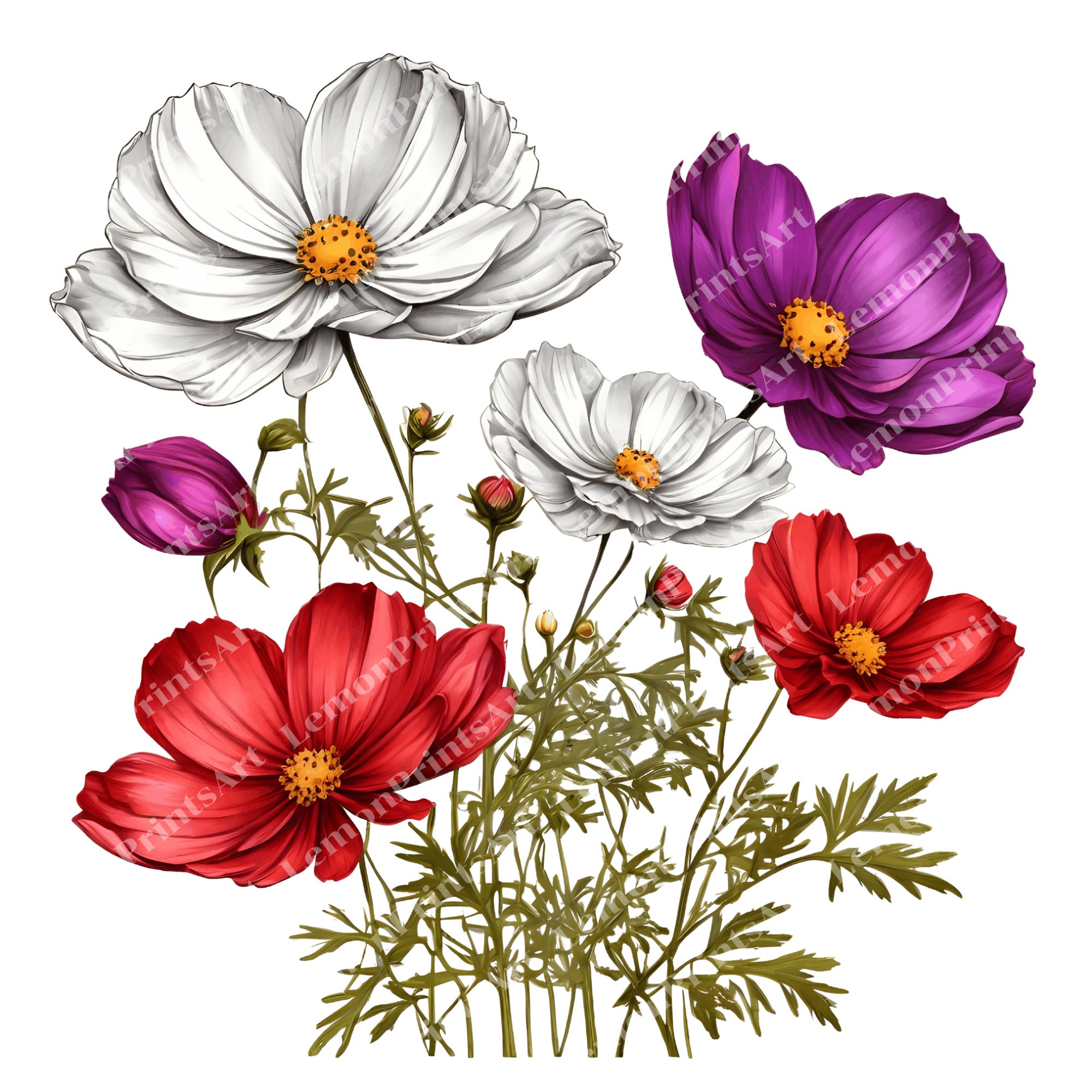 29 Cosmos Clipart, Wildflower Clipart Spring, High Quality Transparent ...