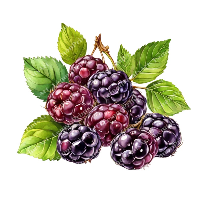 40 Berries Watercolor Clipart, Fresh Fruit Illustrations, Transparent ...