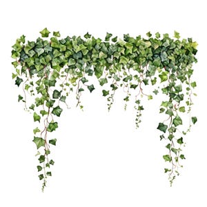 25 Ivy Vines Clipart, Watercolor Ivy Clipart Bundle, High Quality ...