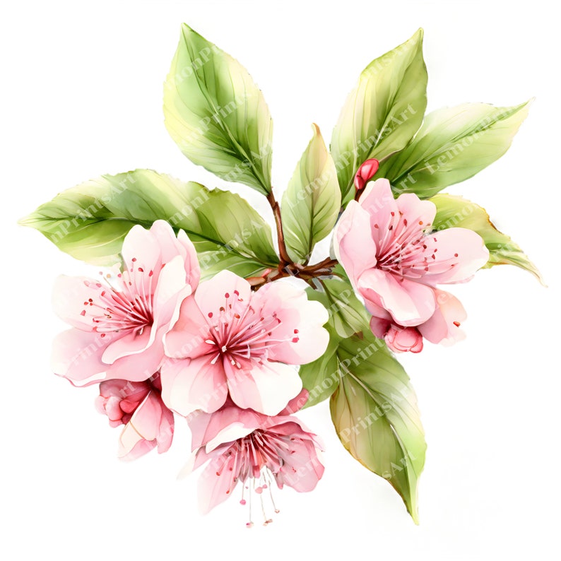 Watercolor Cherry Blossom Clipart: Sakura PNG Images (digital Download ...