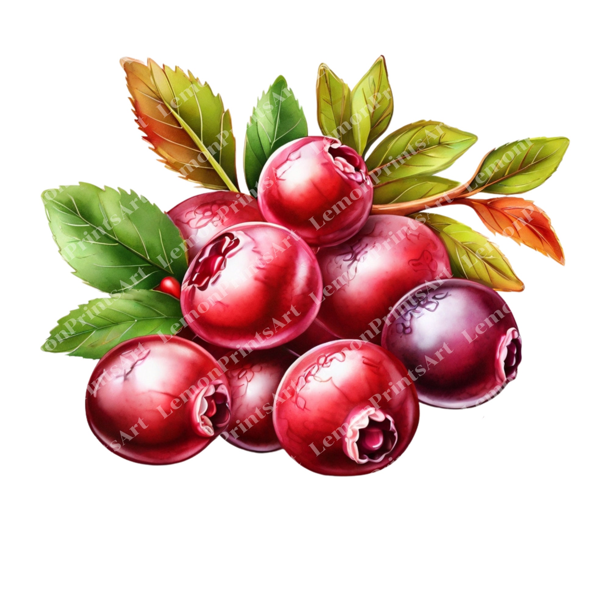 40 Berries Watercolor Clipart, Fresh Fruit Illustrations, Transparent ...