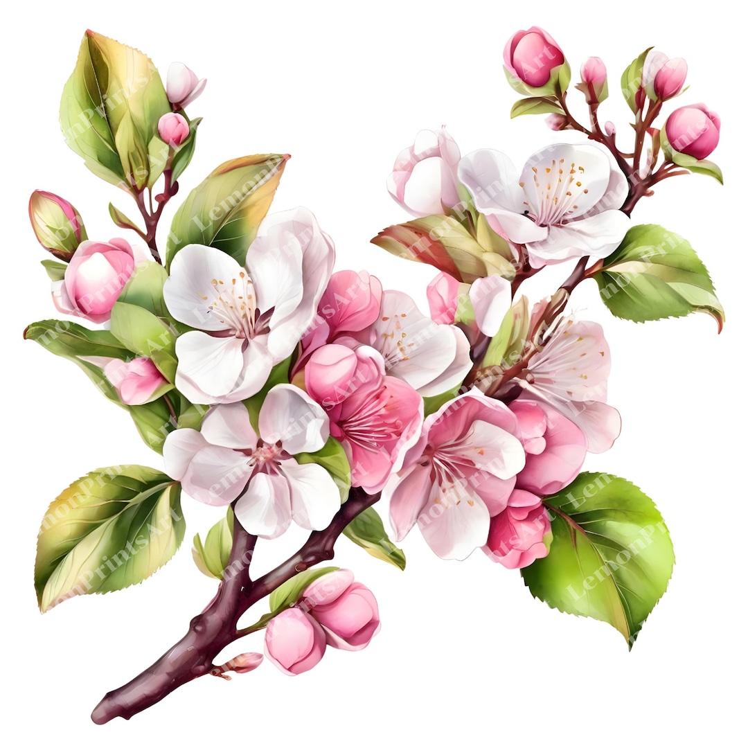 26 Apple Blossom Clipart, Watercolor Apple Blossom Flower, High Quality ...