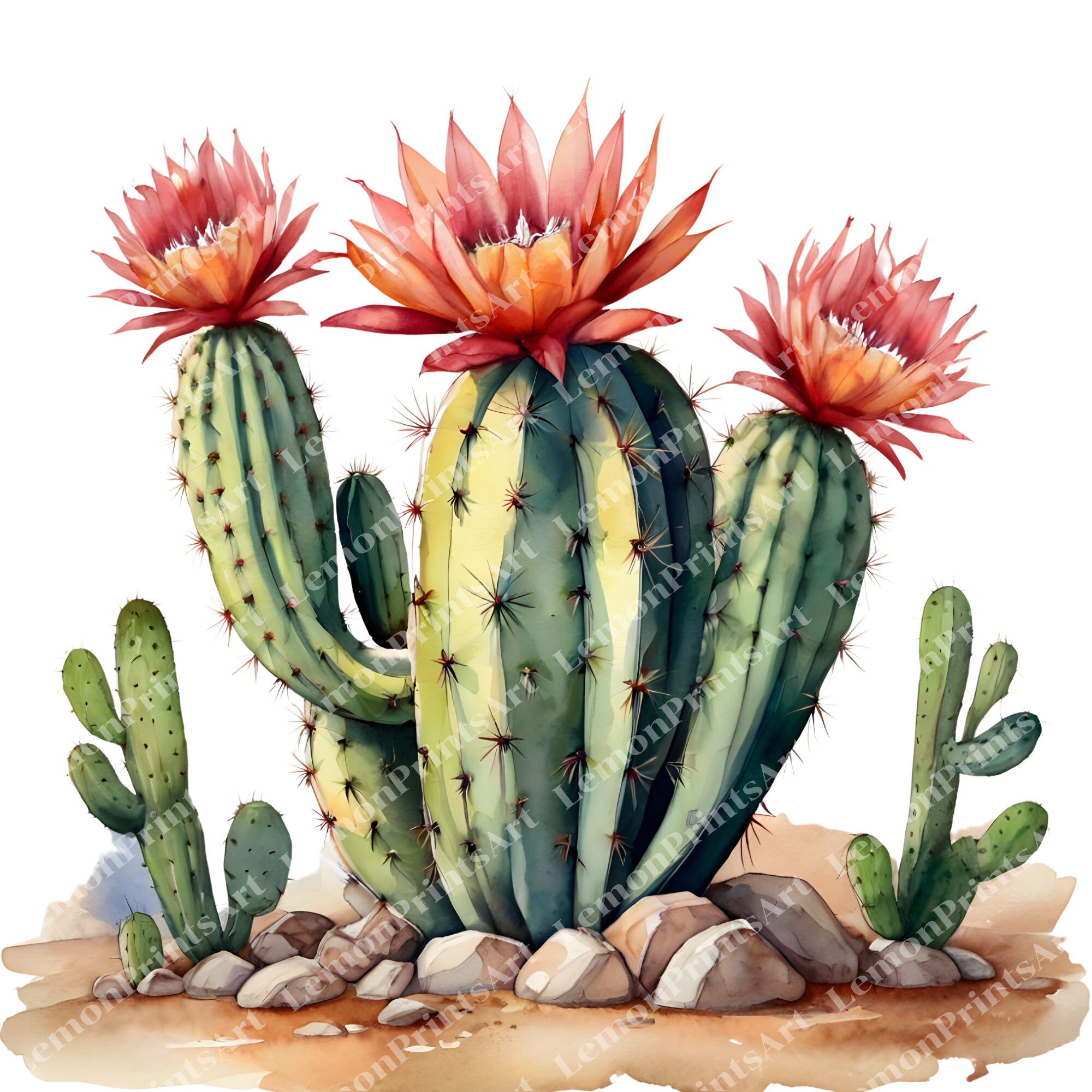 27 Cactus Clipart, Blooming Cactus, Cactus in Desert, High Quality ...