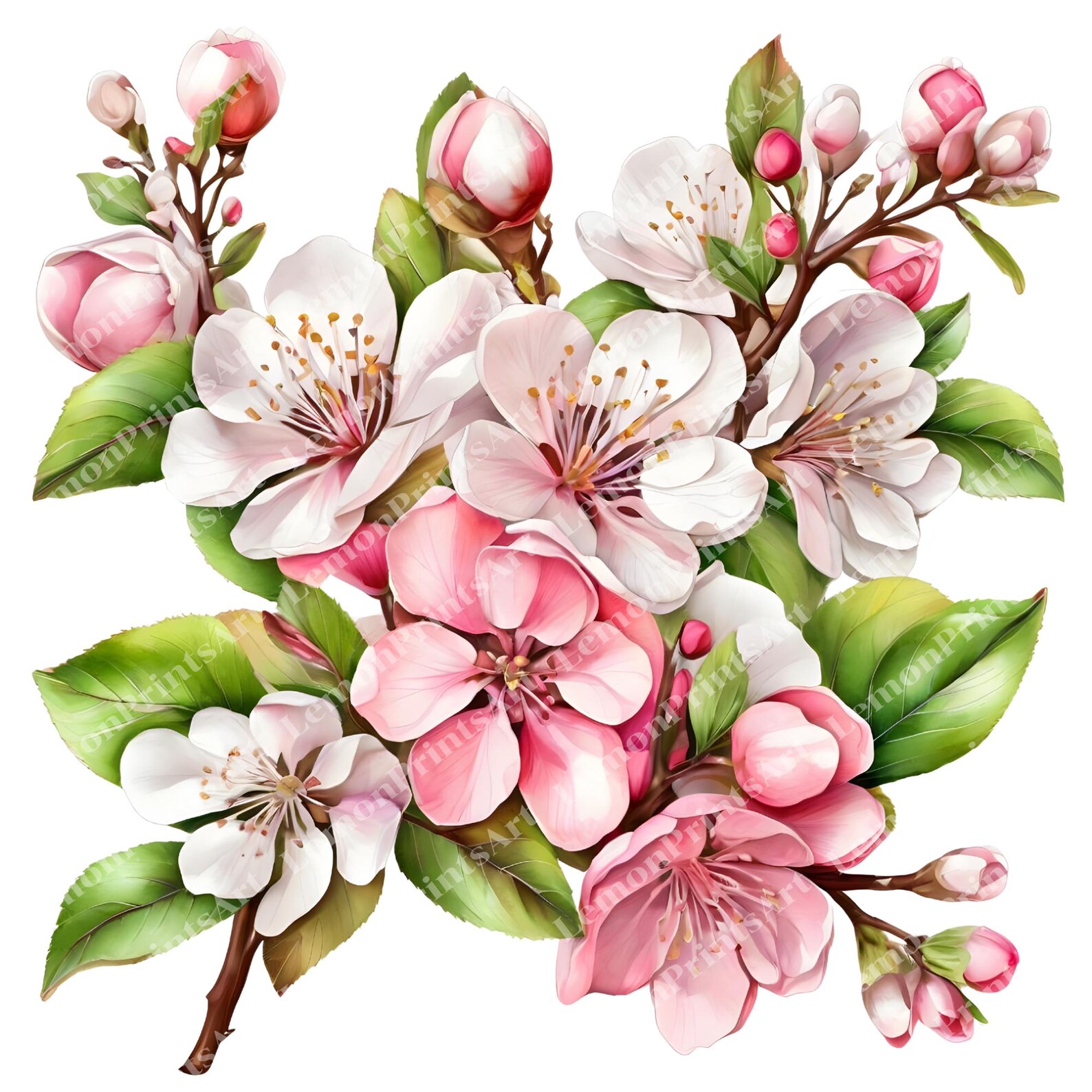 26 Apple Blossom Clipart, Watercolor Apple Blossom Flower, High Quality ...
