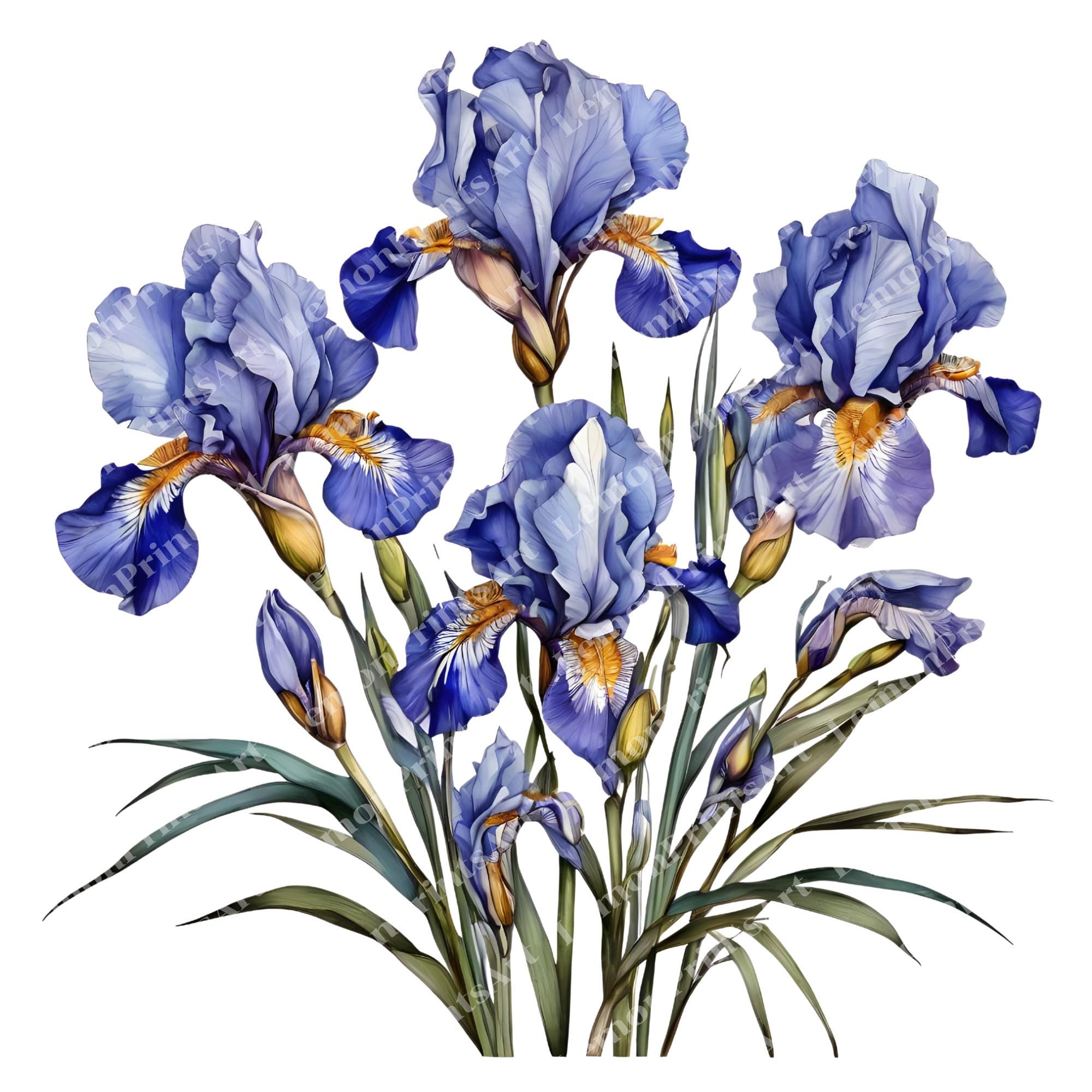 32 Blue Iris Flowers Clipart, Irises Blossom and Branches, High Quality ...
