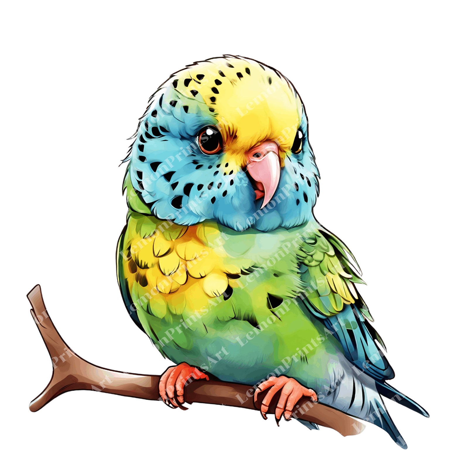 24 Cute Budgie Clipart, Watercolor Budgerigar, High Quality Transparent ...