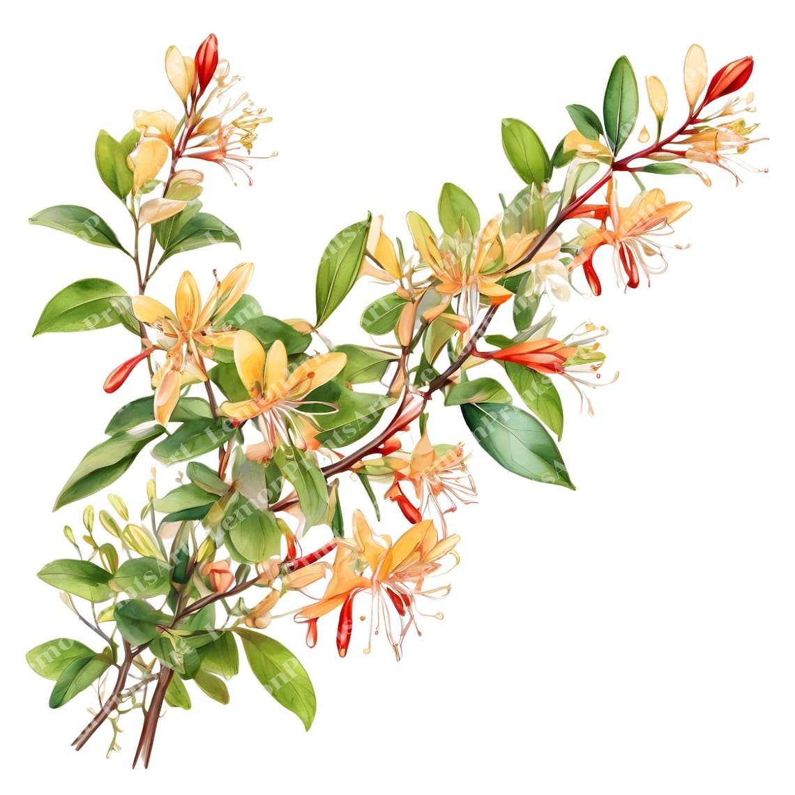 Honeysuckle Flower Clipart: Watercolor Spring Wedding PNG (digital ...