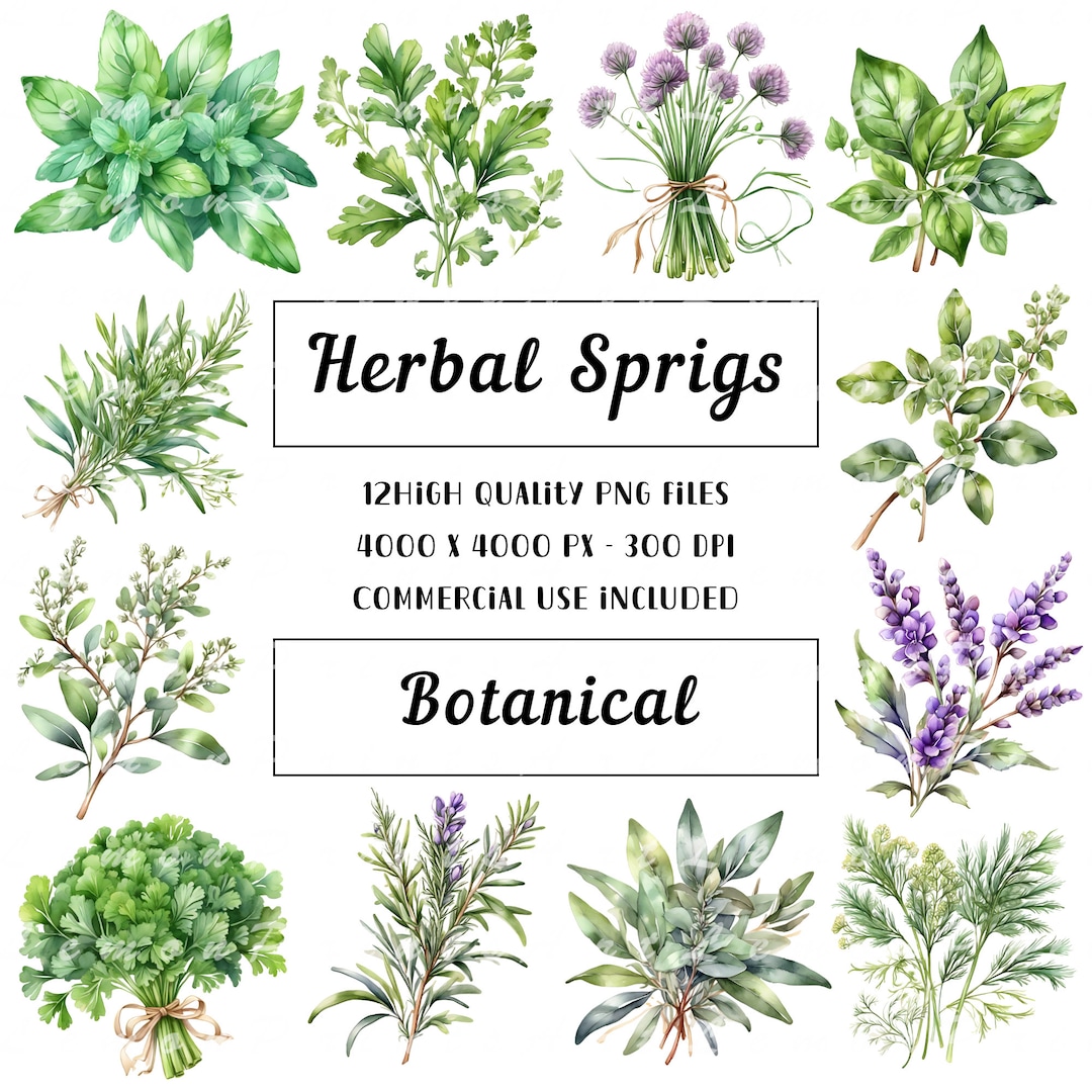 12 Cooking Herbs Clipart, Watercolor Spice Clipart, High Quality PNG ...