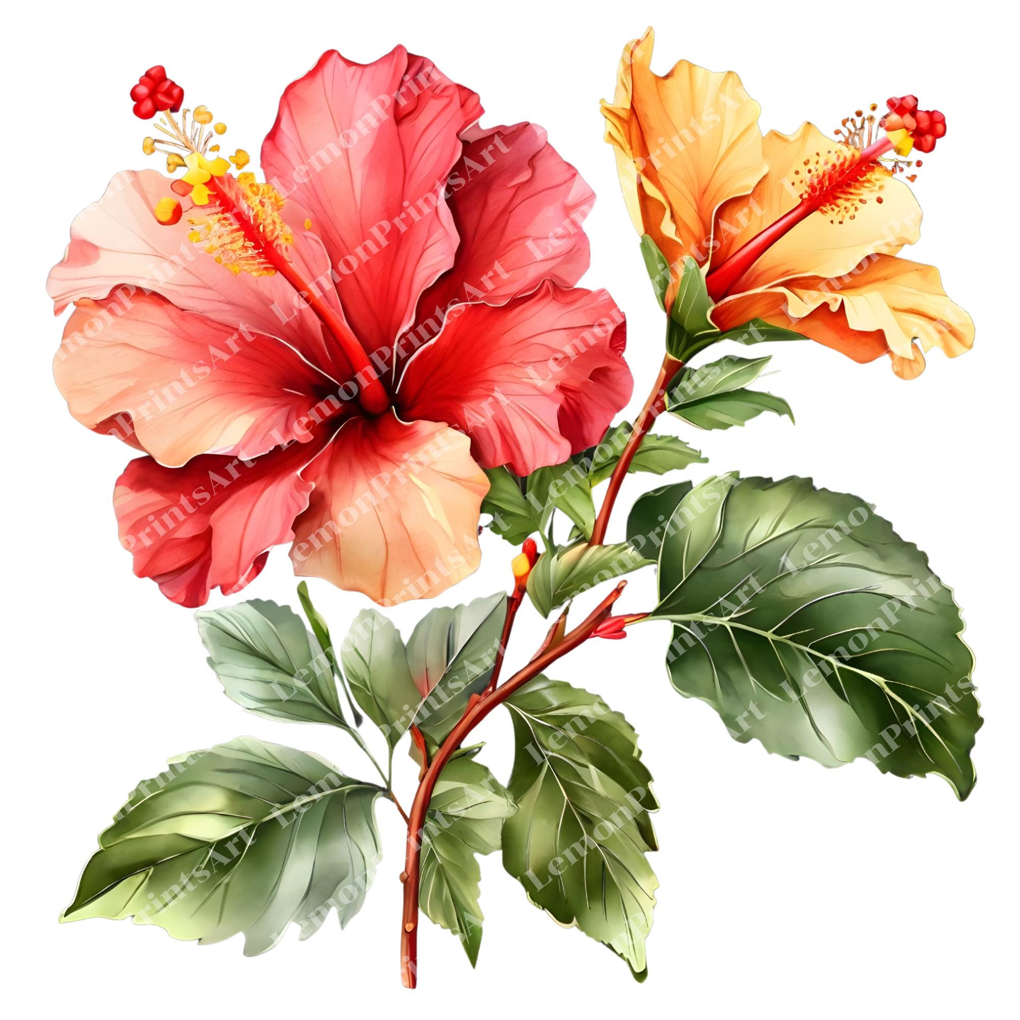 64 Hibiscus Flower #2 Clipart, Tropical Flower Graphics, High Quality ...