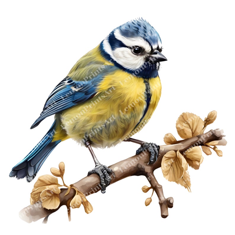 24 Blue Tit Bird Clipart,watercolor Bird Clipart, High Quality ...