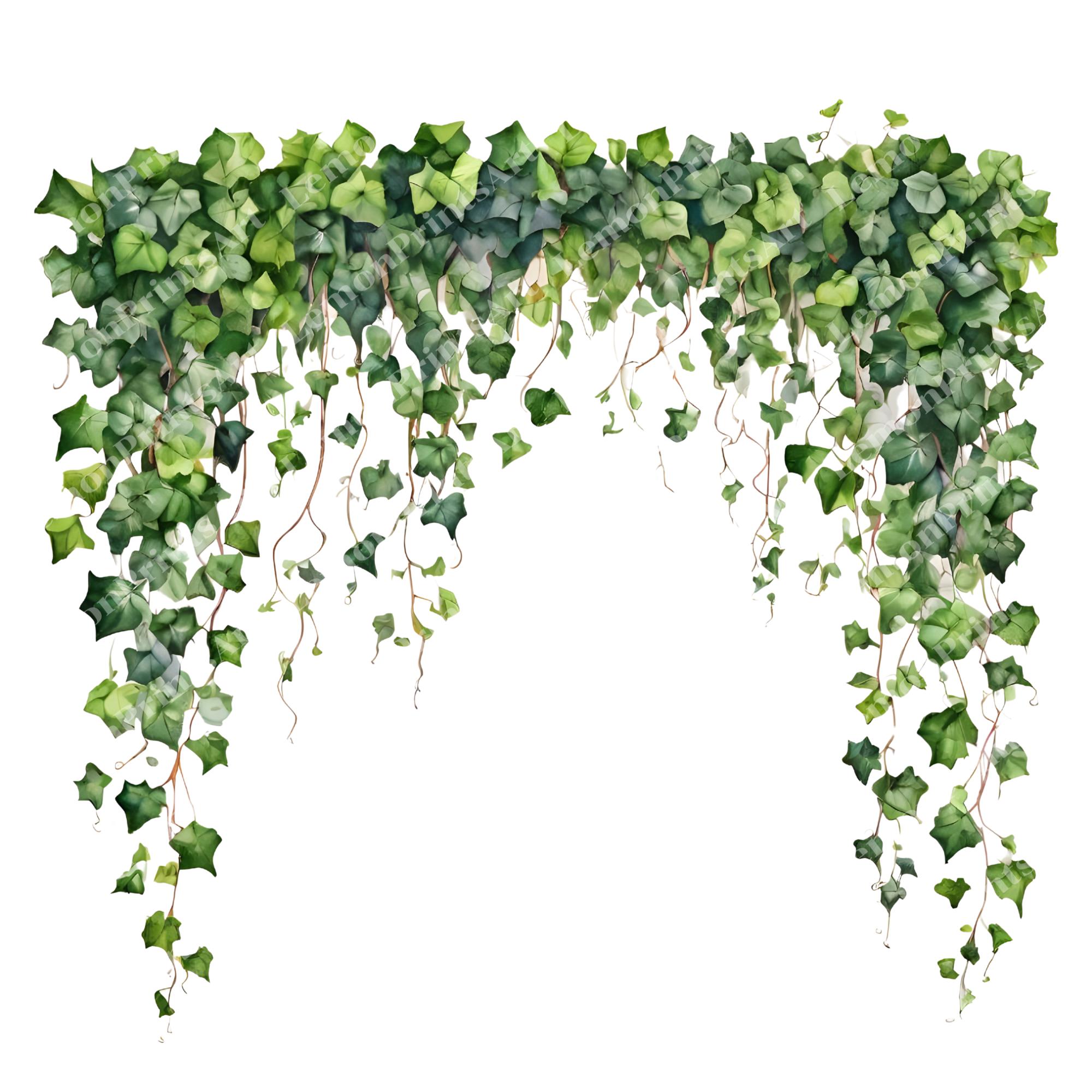 25 Ivy Vines Clipart, Watercolor Ivy Clipart Bundle, High Quality ...