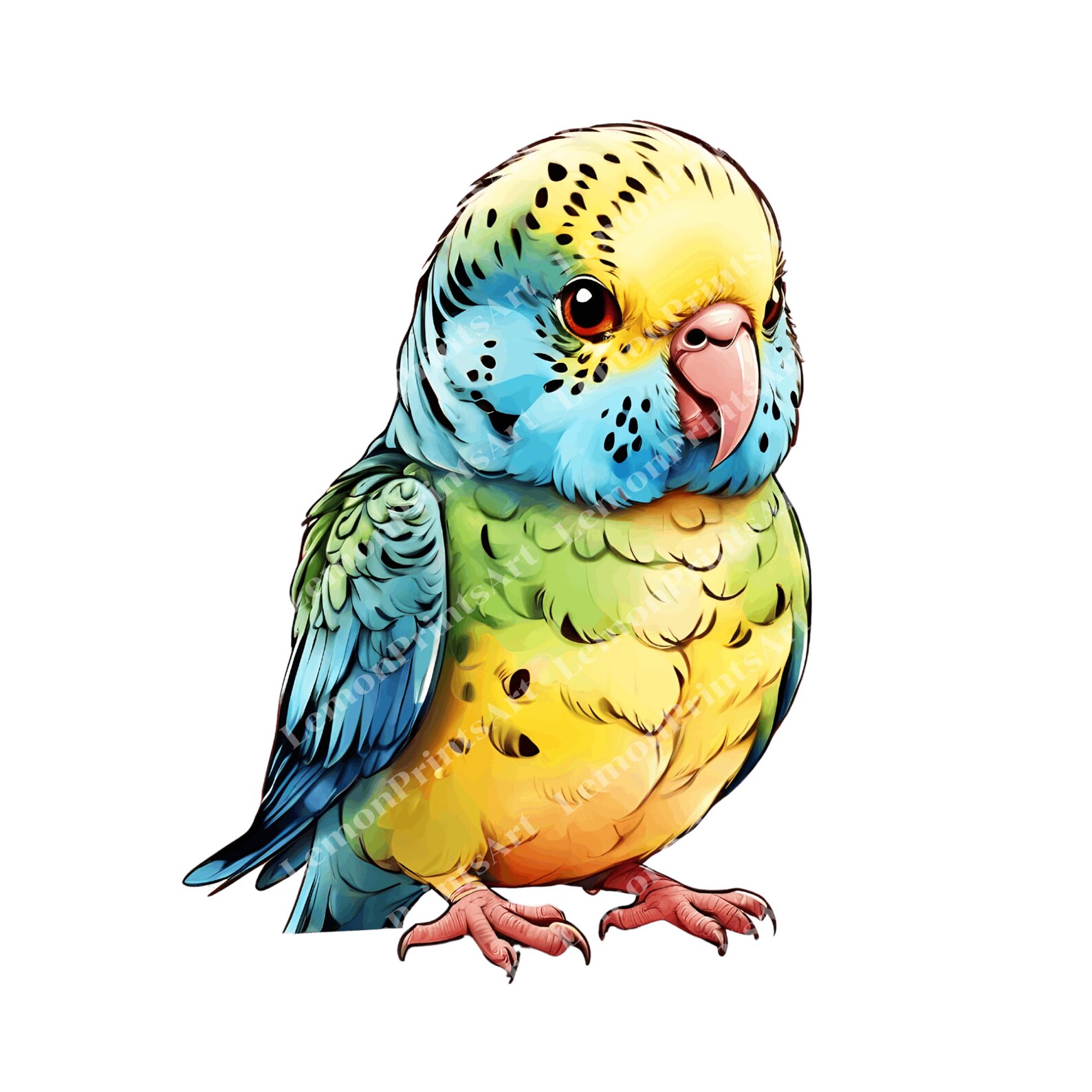24 Cute Budgie Clipart, Watercolor Budgerigar, High Quality Transparent ...