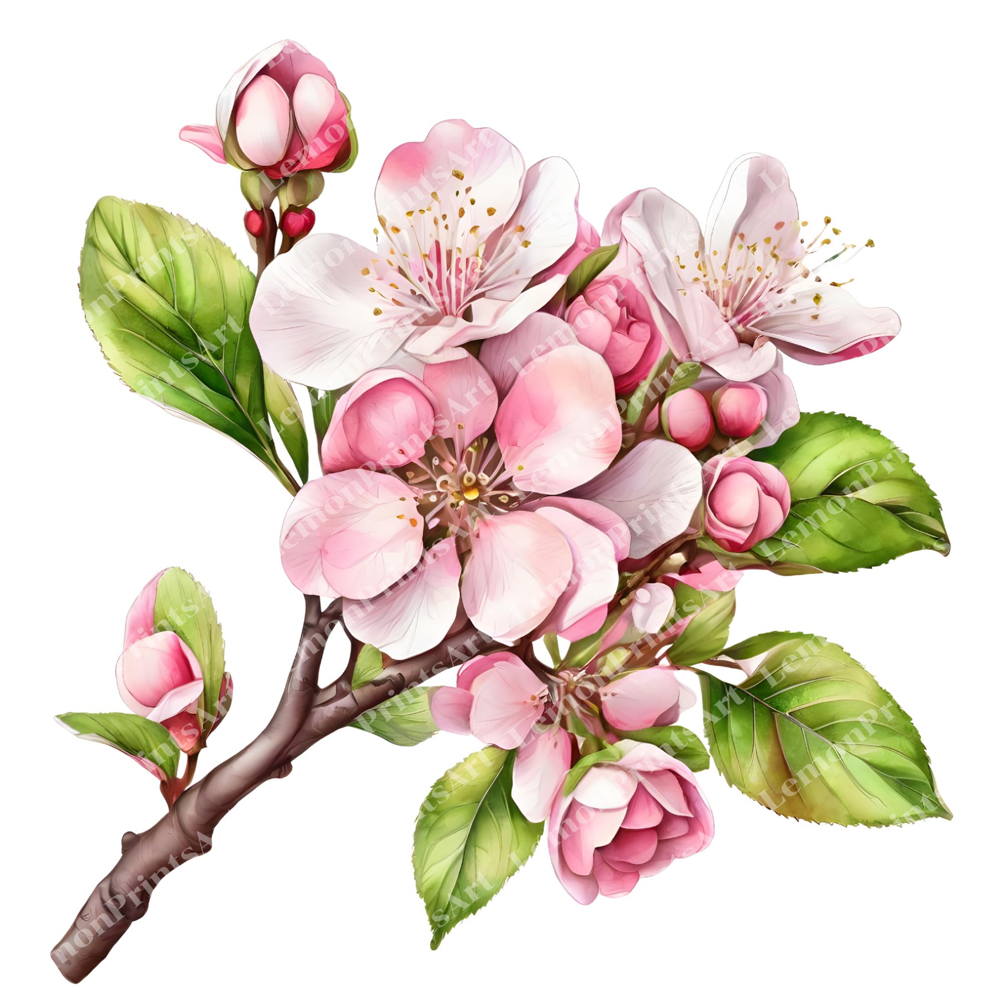 26 Apple Blossom Clipart, Watercolor Apple Blossom Flower, High Quality ...