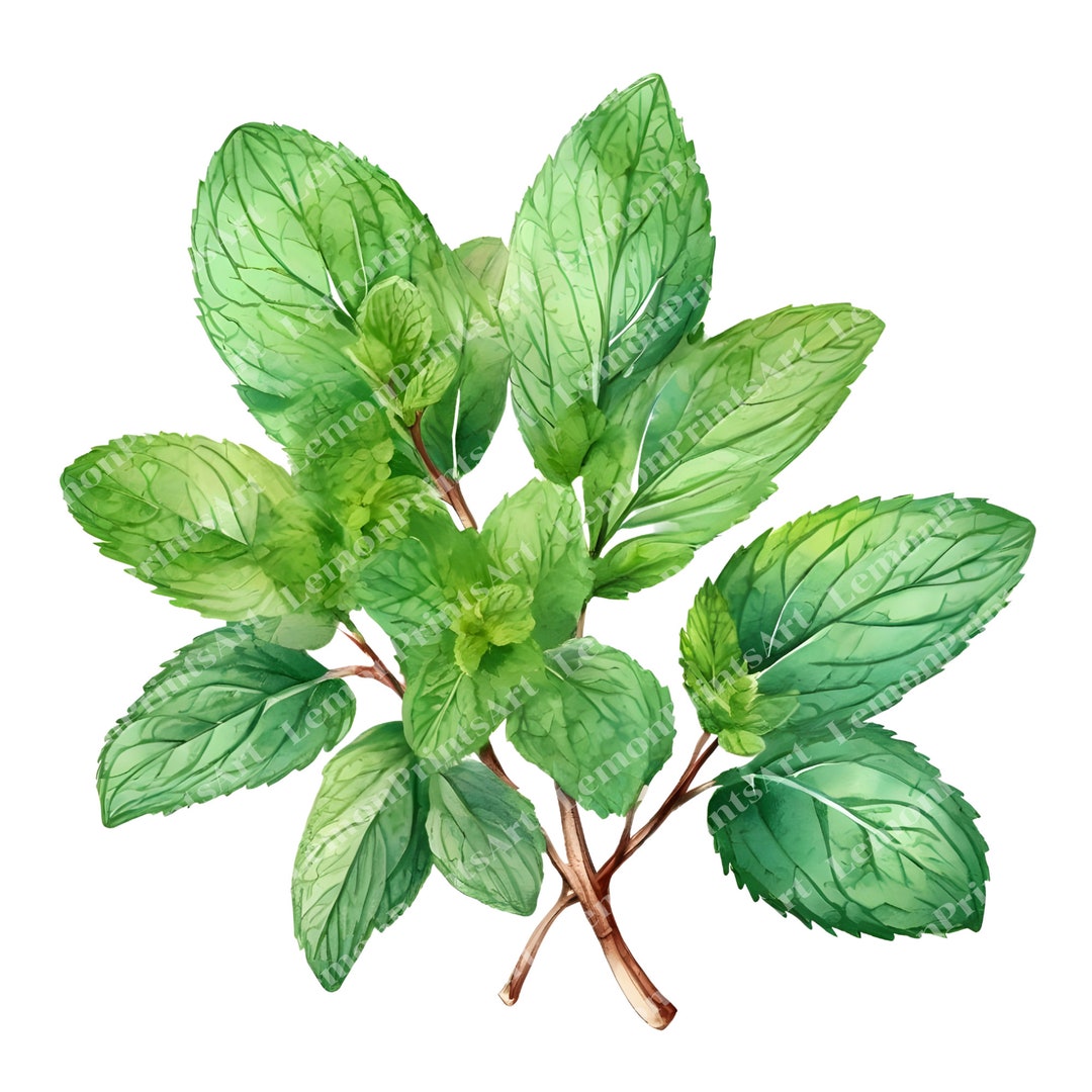 30 Cooking Herbs Clipart, Watercolor Spice, High Quality Transparent ...