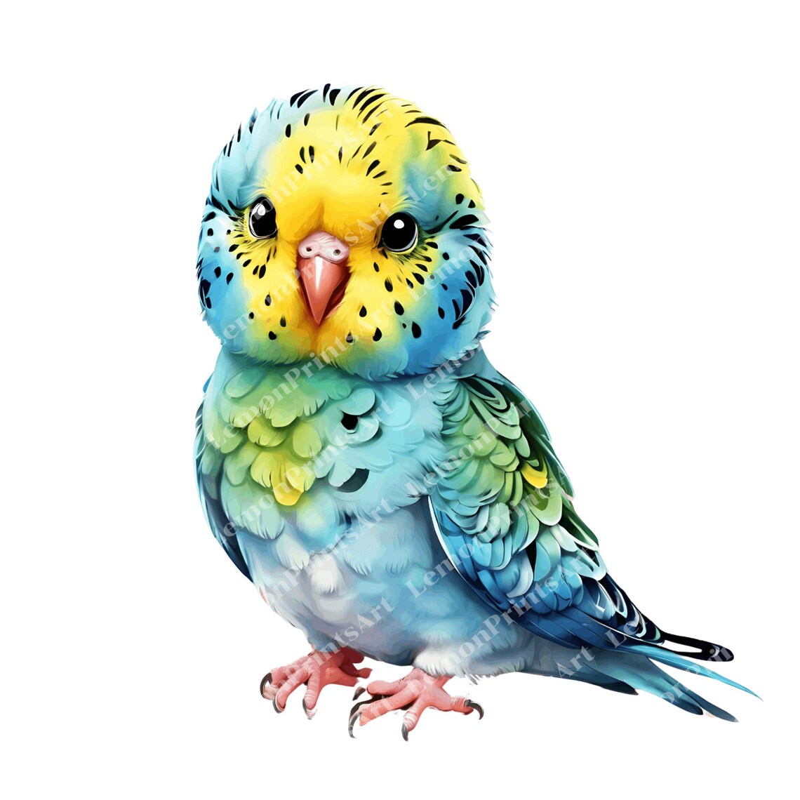 24 Cute Budgie Clipart, Watercolor Budgerigar, High Quality Transparent ...