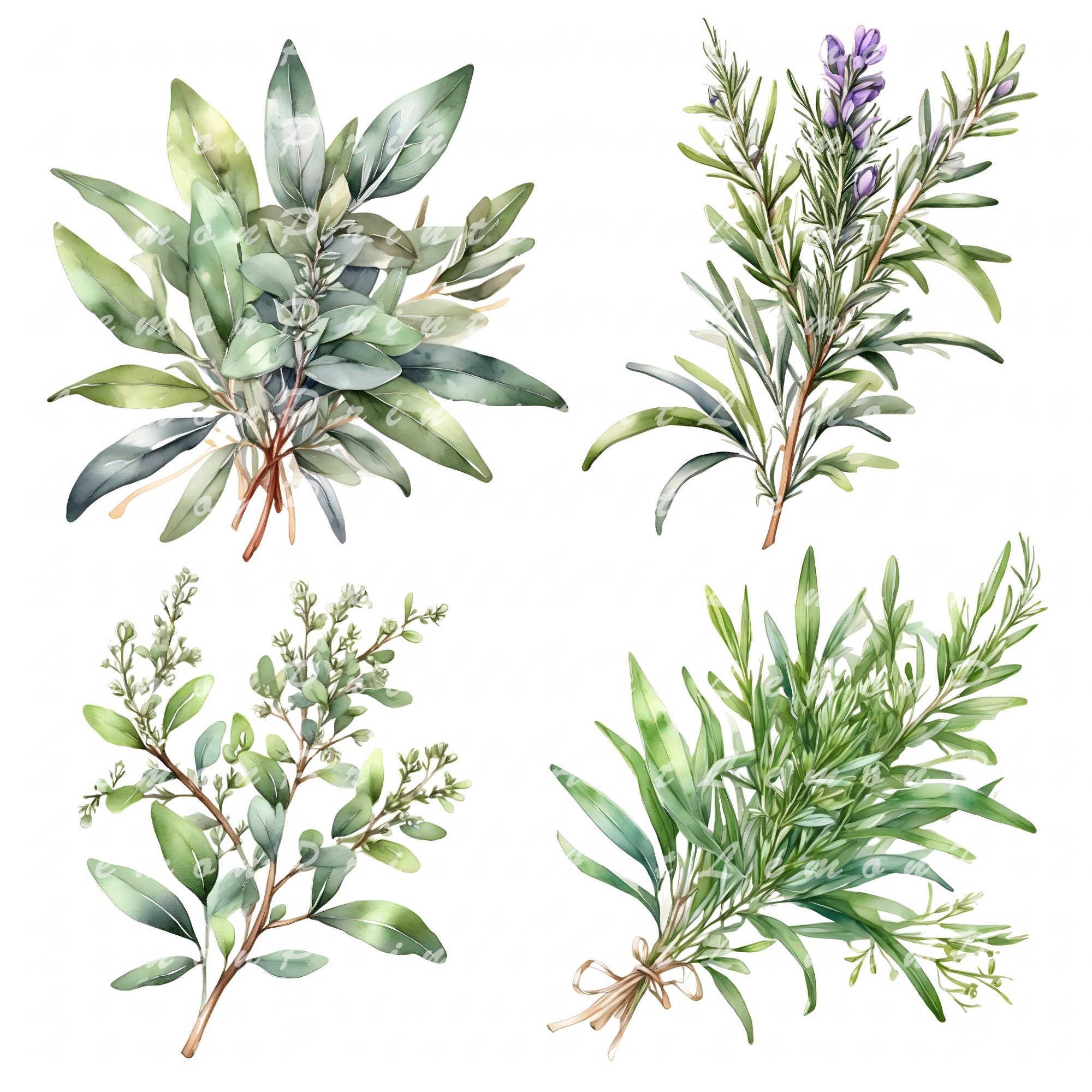 12 Cooking Herbs Clipart Watercolor Spice Clipart High Quality Png