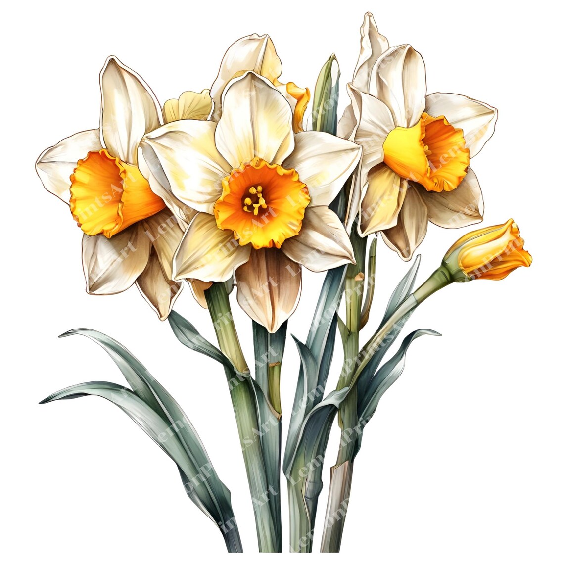 26 Watercolor Daffodil Clipart, Spring Floral, High Quality Transparent ...