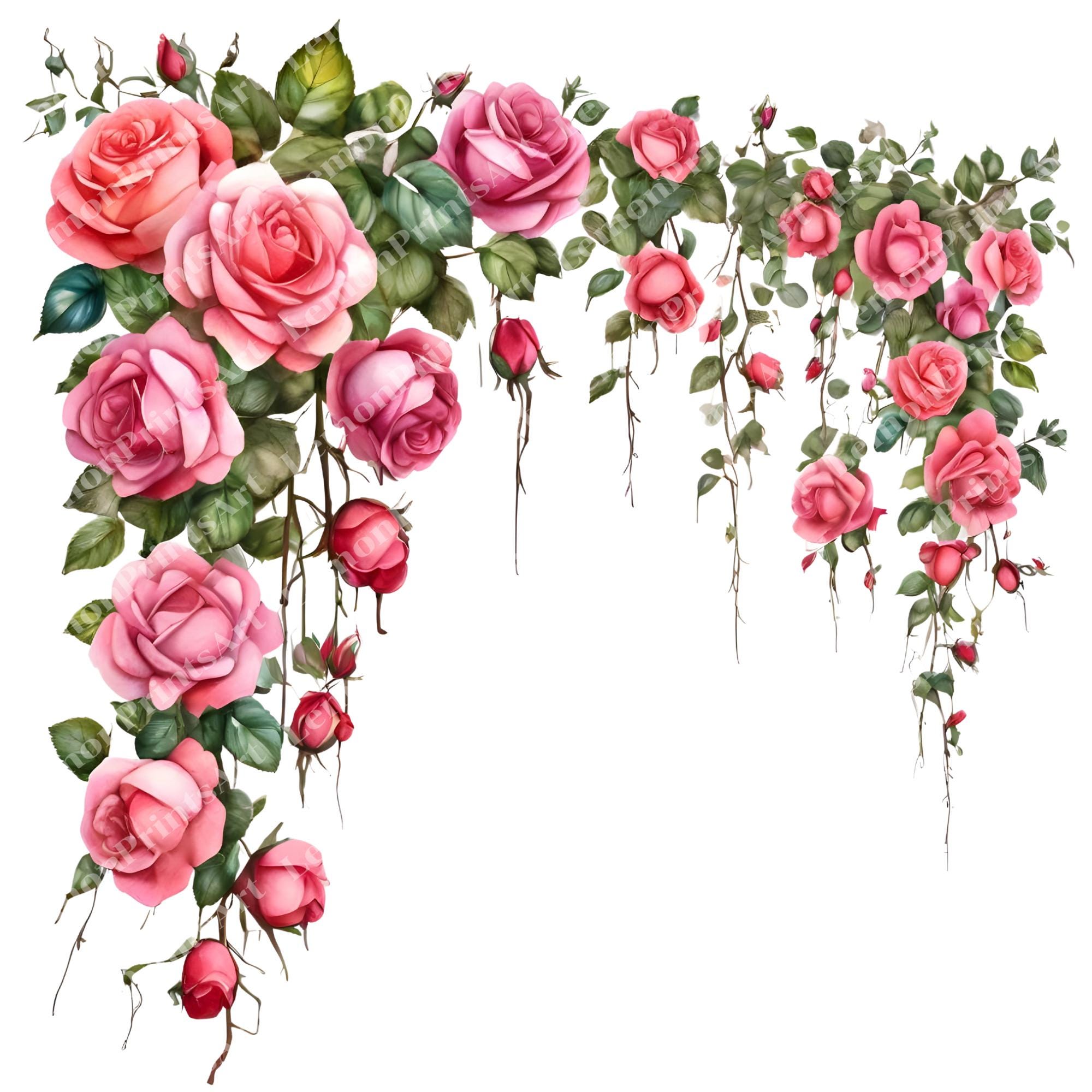 30 Climbing Roses Flowers Mix Clipart, Climbing Rose Gothic, High ...
