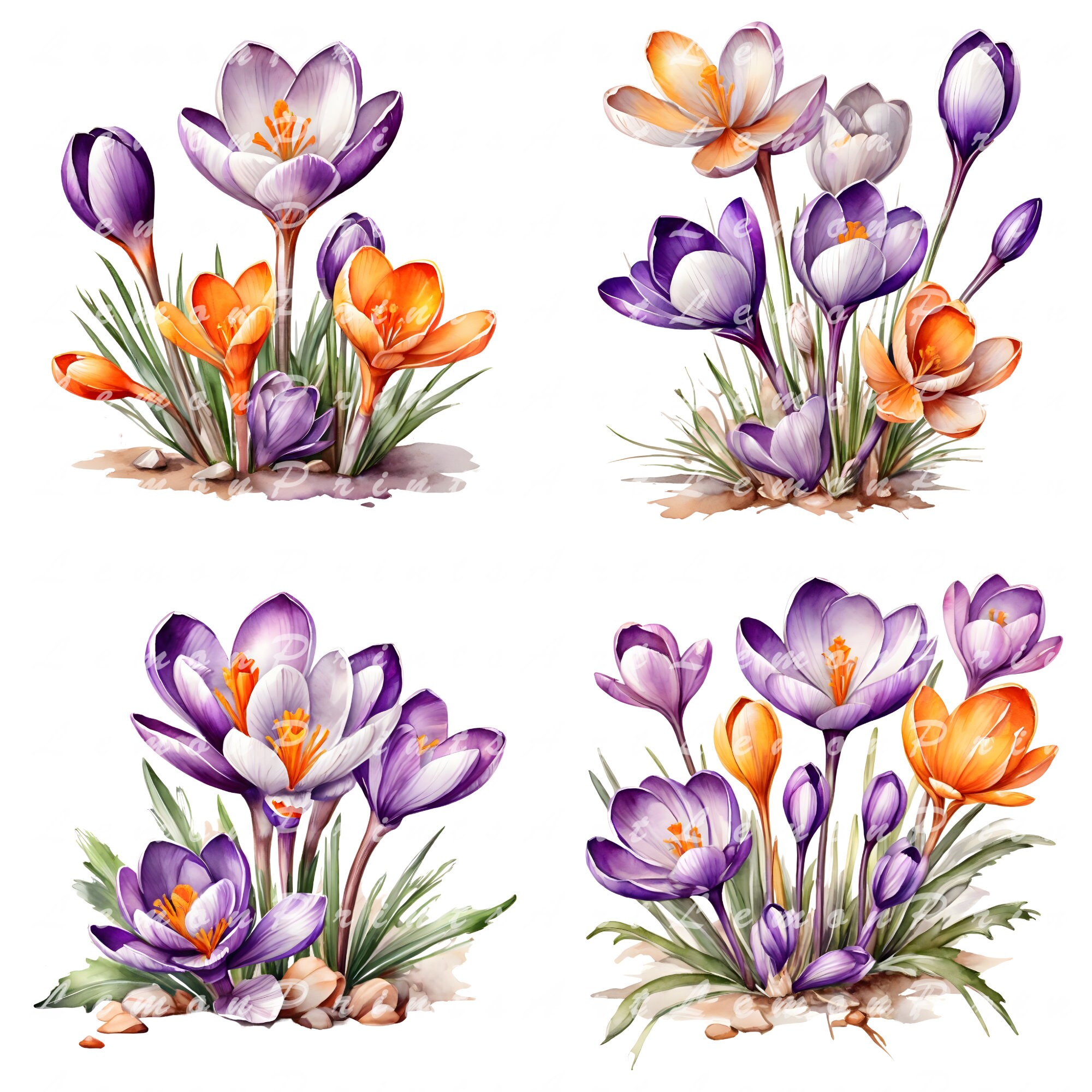 16 Crocus Clipart, Spring Flowers Clipart, Purple Flowers, High Quality ...