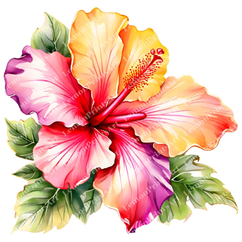 21 Hibiscus Tropical Flower Clipart, Watercolor Summer Flowers, High ...