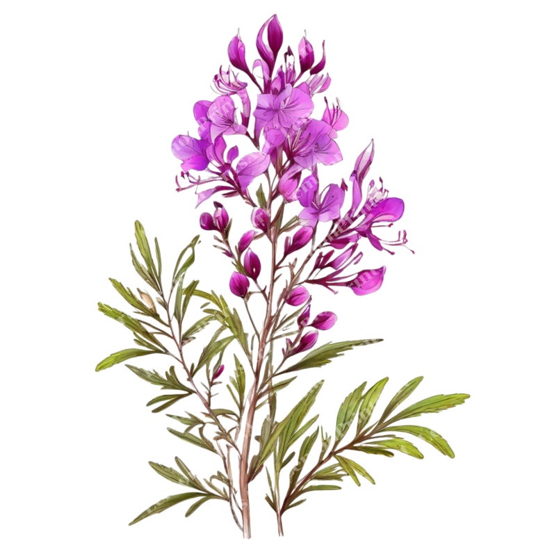 Fireweed Flower Clipart: Floral PNG Graphics (digital Download) - Etsy