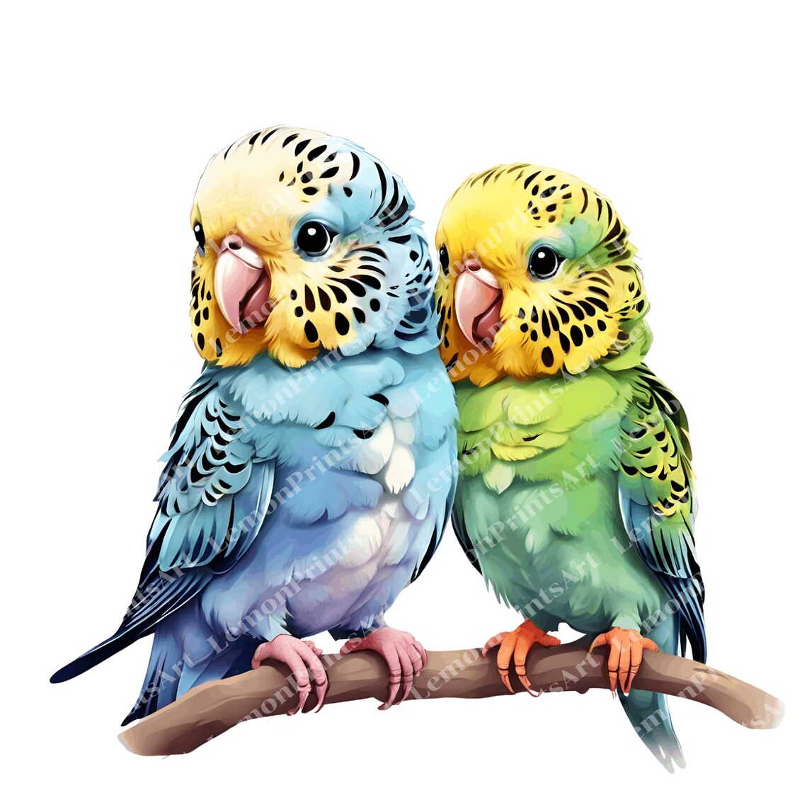 24 Cute Budgie Clipart, Watercolor Budgerigar, High Quality Transparent ...