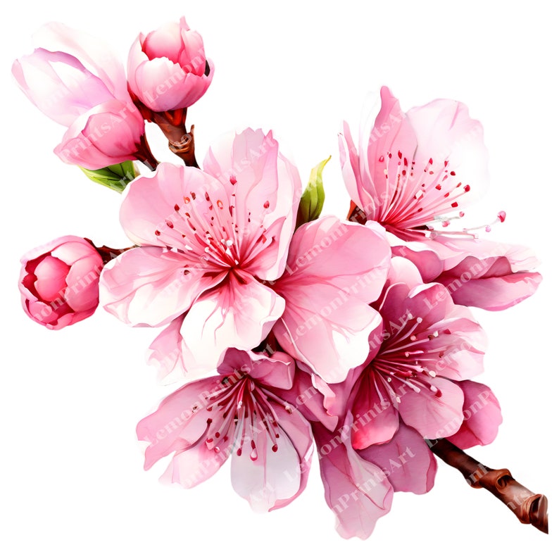 Watercolor Cherry Blossom Clipart: Sakura PNG Images (digital Download ...