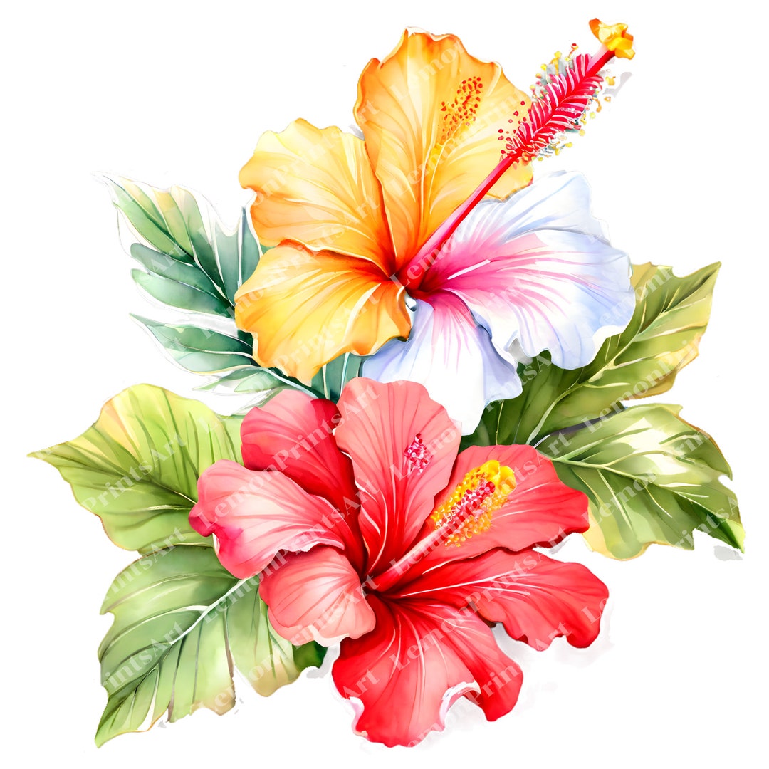 21 Hibiscus Tropical Flower Clipart, Watercolor Summer Flowers, High ...
