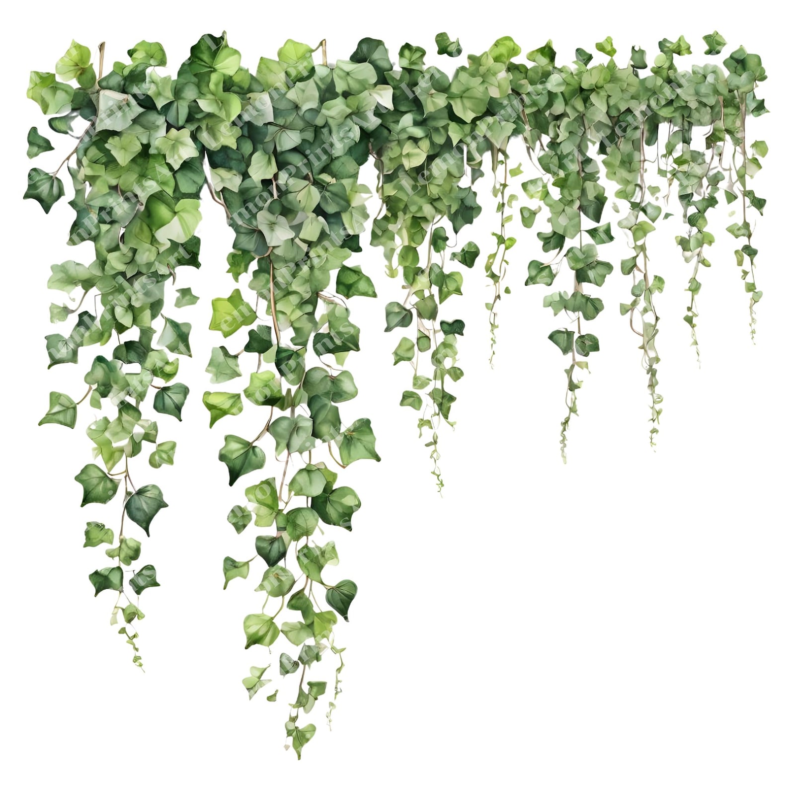 25 Ivy Vines Clipart, Watercolor Ivy Clipart Bundle, High Quality ...