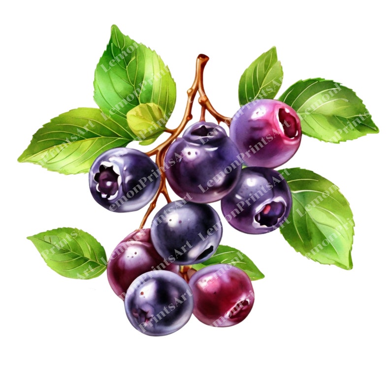 40 Berries Watercolor Clipart, Fresh Fruit Illustrations, Transparent ...