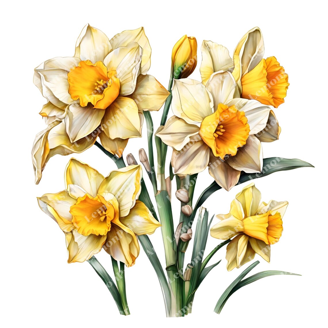 26 Watercolor Daffodil Clipart, Spring Floral, High Quality Transparent ...