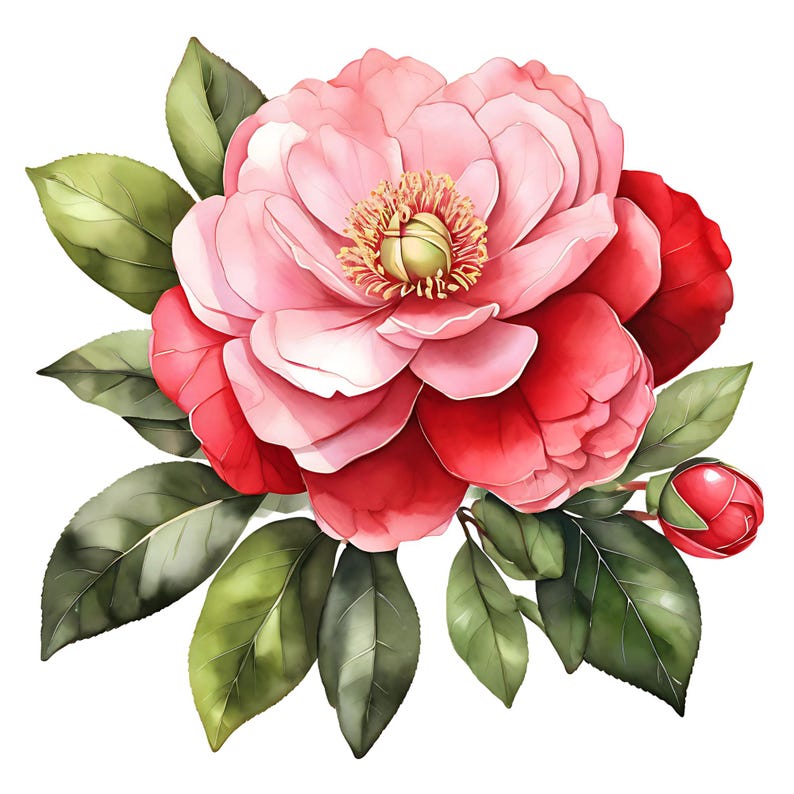 35 Red Camellias Clipart Bundle, Watercolor Floral Clipart, Scrapbook ...
