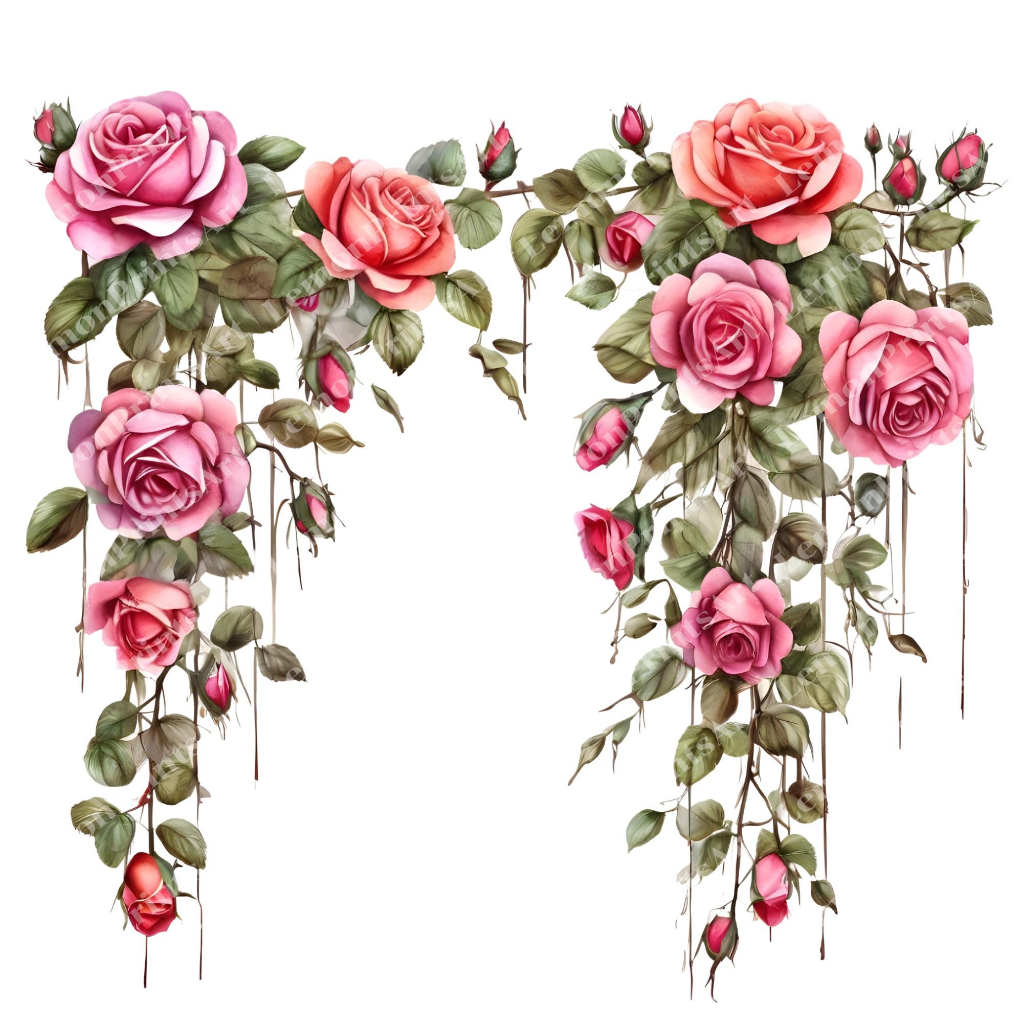 Climbing Roses Clipart: Gothic Floral PNG (digital Download) - Etsy