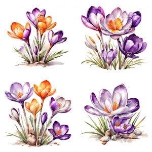 16 Crocus Clipart, Spring Flowers Clipart, Purple Flowers, High Quality ...
